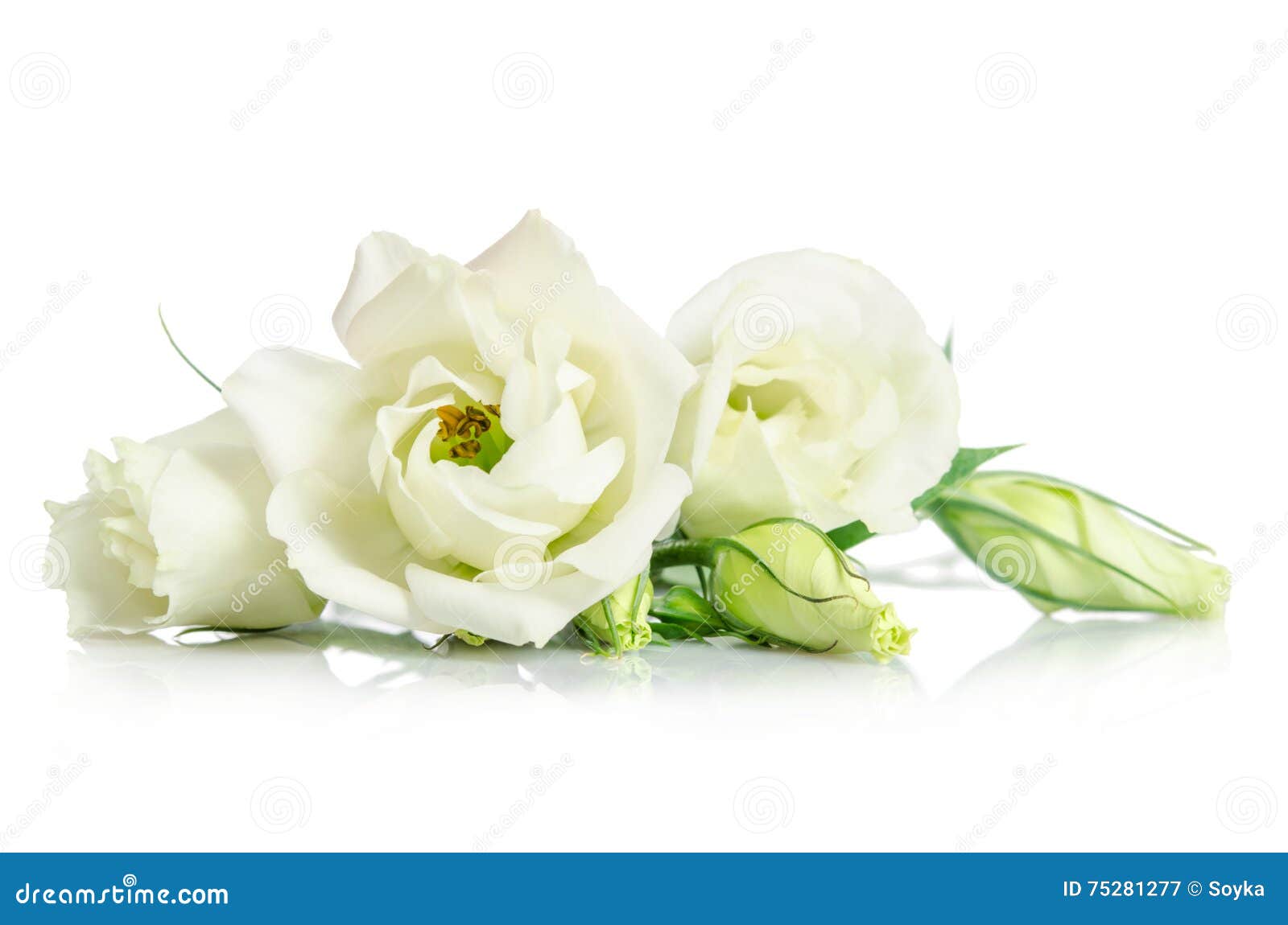 Beautiful White Eustoma Flowers Stock Image - Image of nature, flowers ...