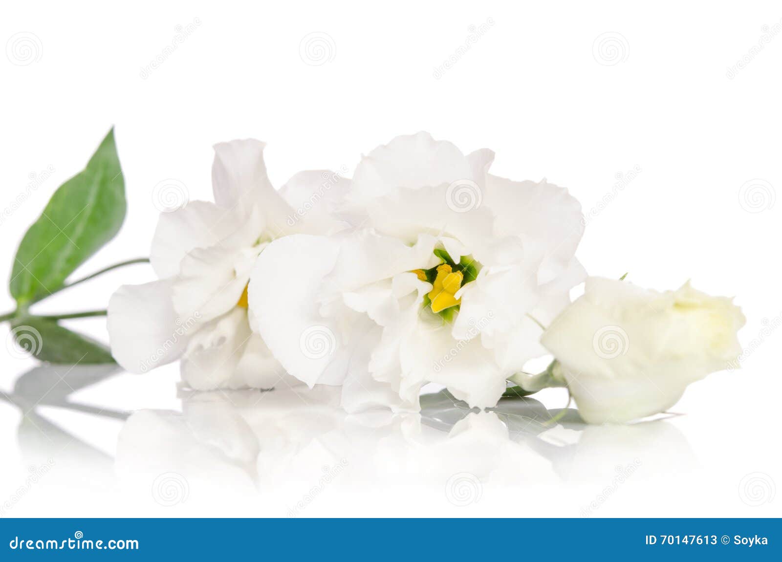 Beautiful White Eustoma Flowers Stock Image - Image of greeting ...