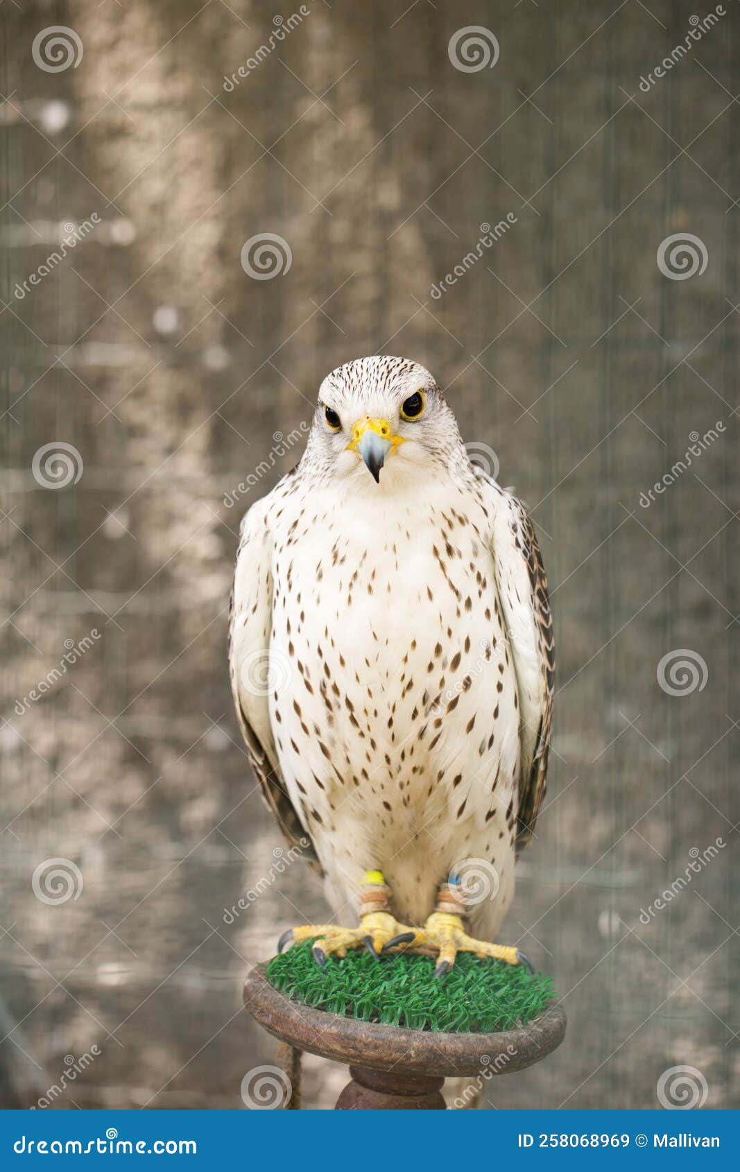 A Beautiful White Falcon in an Aviary Stock Image - Image of birds ...