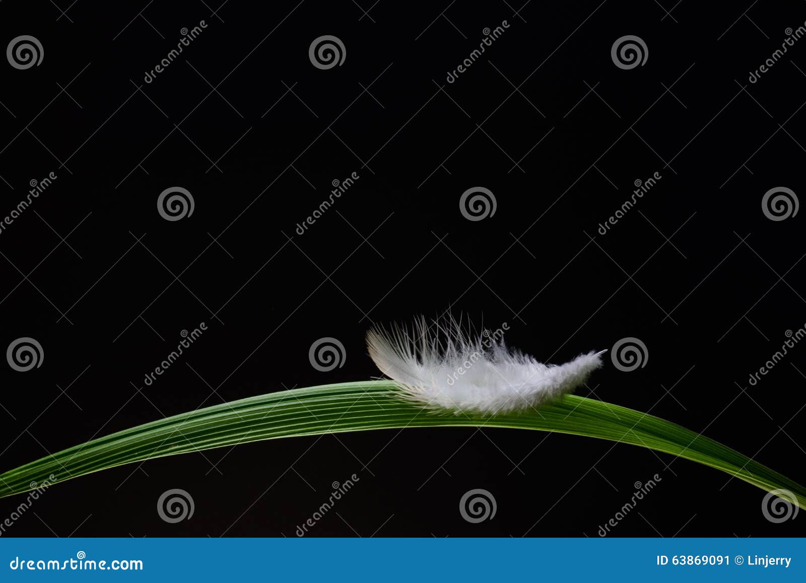Beautiful White Feather Isolated on a Leaf Stock Image - Image of ...