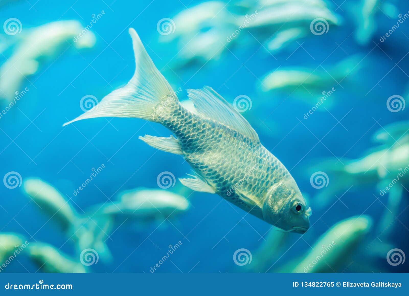 Beautiful White Fish on a Blue Background Stock Image - Image of exotic ...