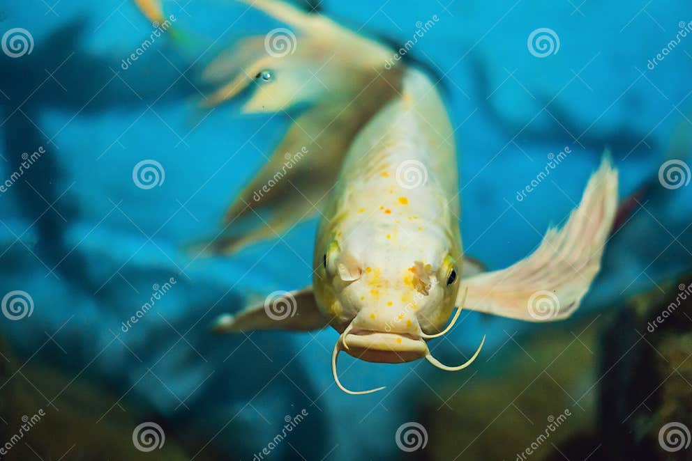 Beautiful White Fish on a Blue Background Stock Image - Image of animal ...