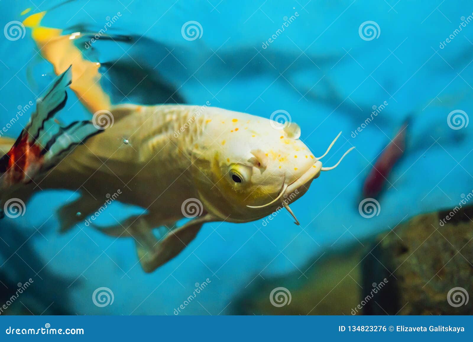 Beautiful White Fish on a Blue Background Stock Photo - Image of ...