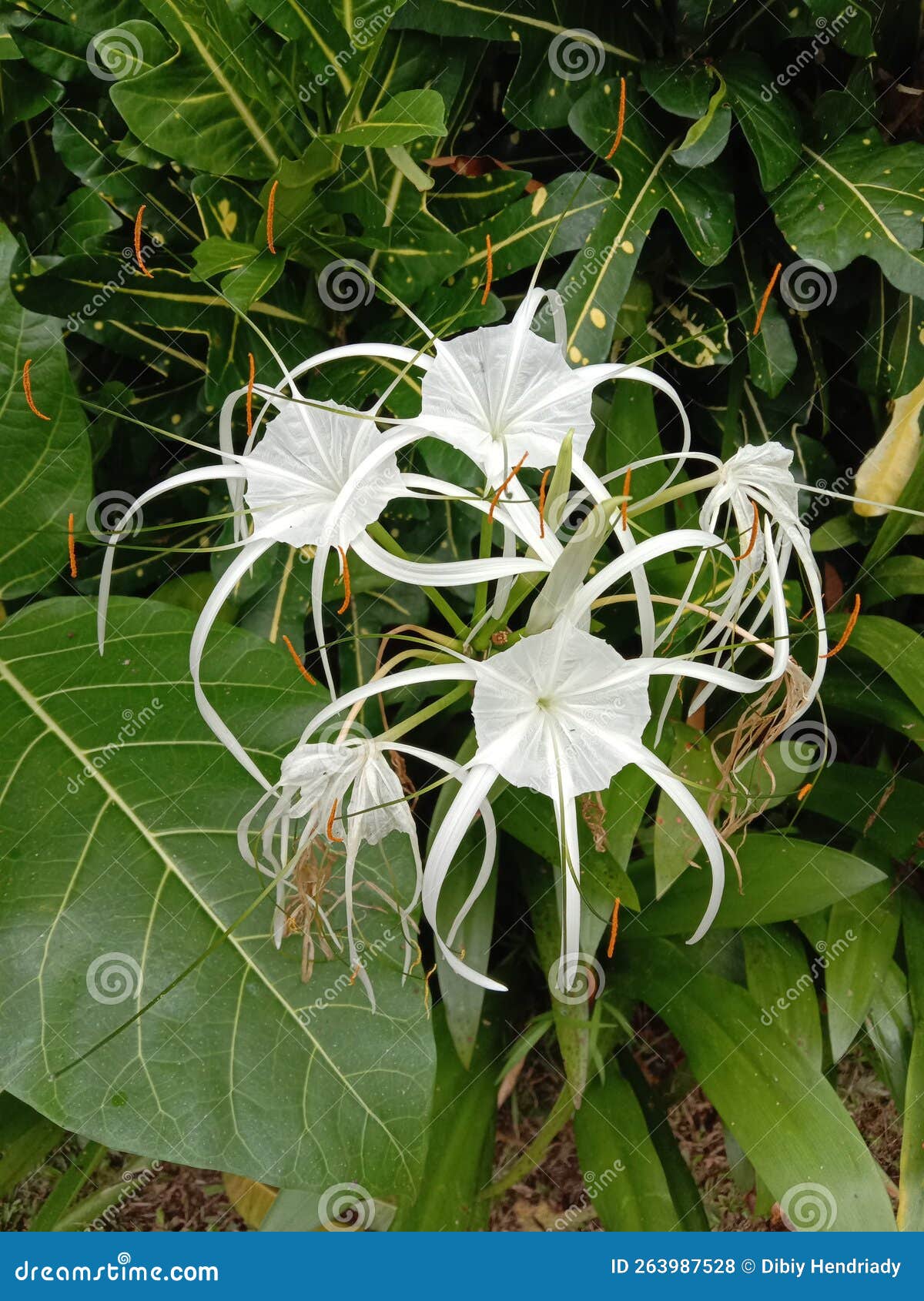 Unique White Flower in Tropical Garden Nice and Beautiful Stock Photo ...