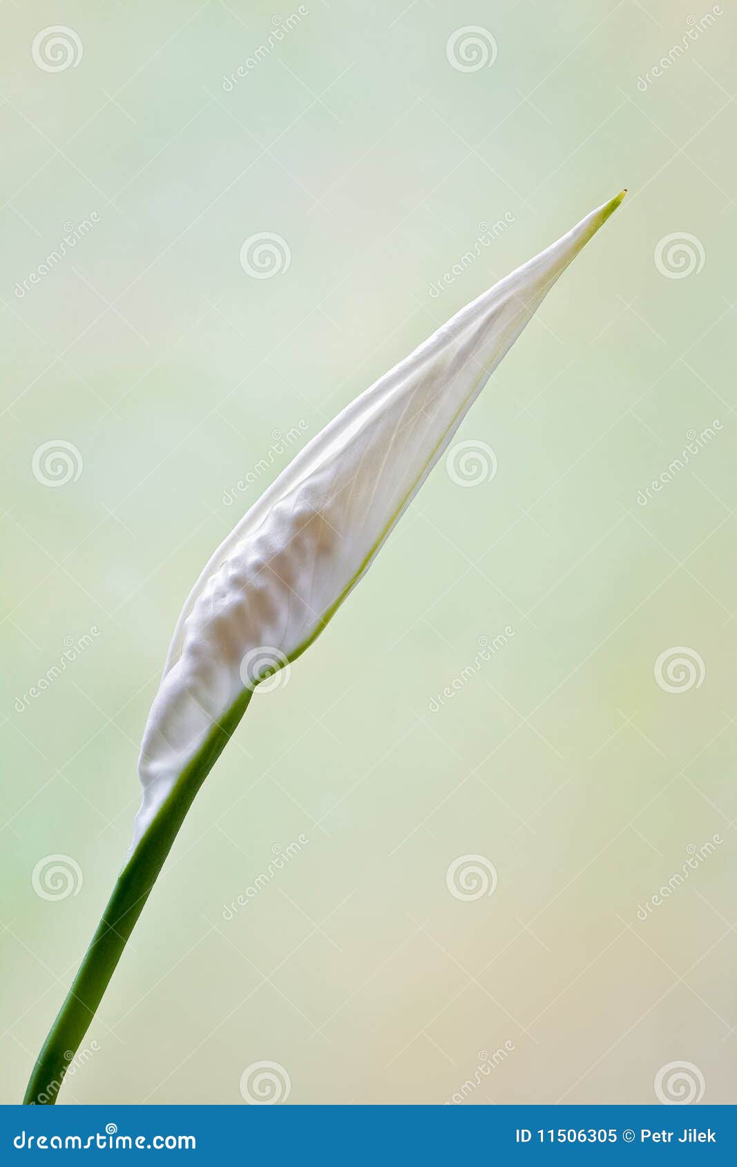 Beautiful White Flower - Bud Stock Image - Image of delicate, glamour ...