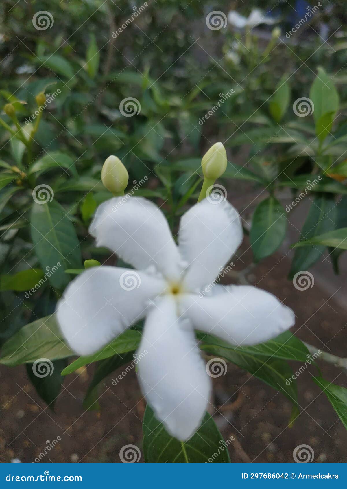 1 Beautiful White Flower and 2 Flower Buds Behind it, East Java ...