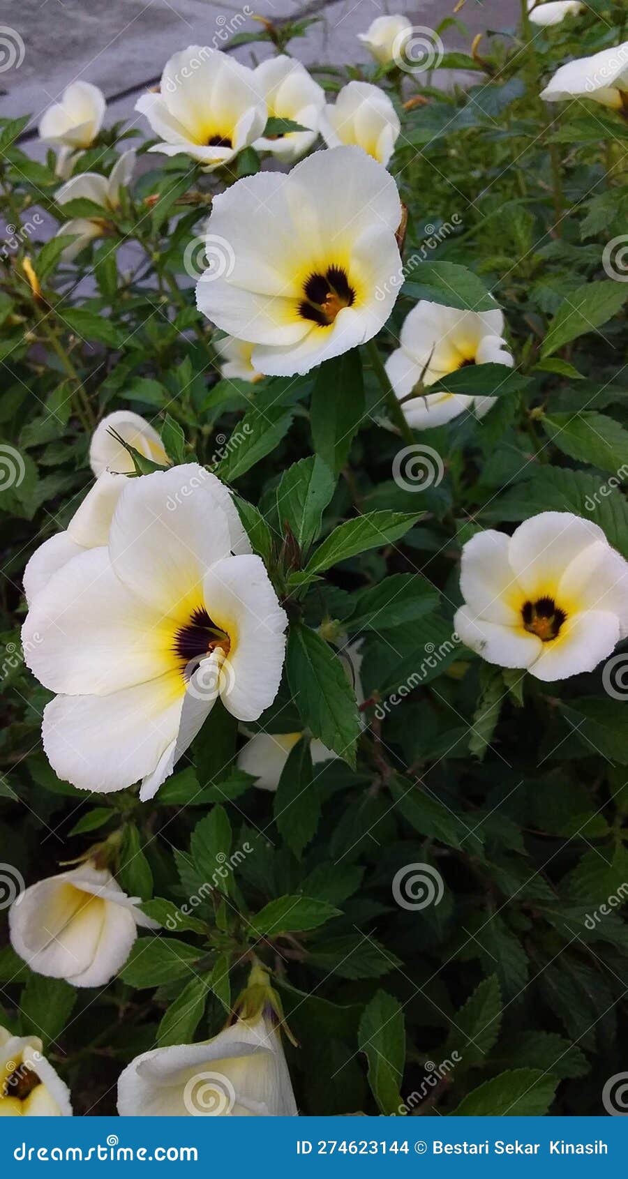 A Beautiful White Flower Called Bunga Pukul Delapan & X28;Indonesia ...