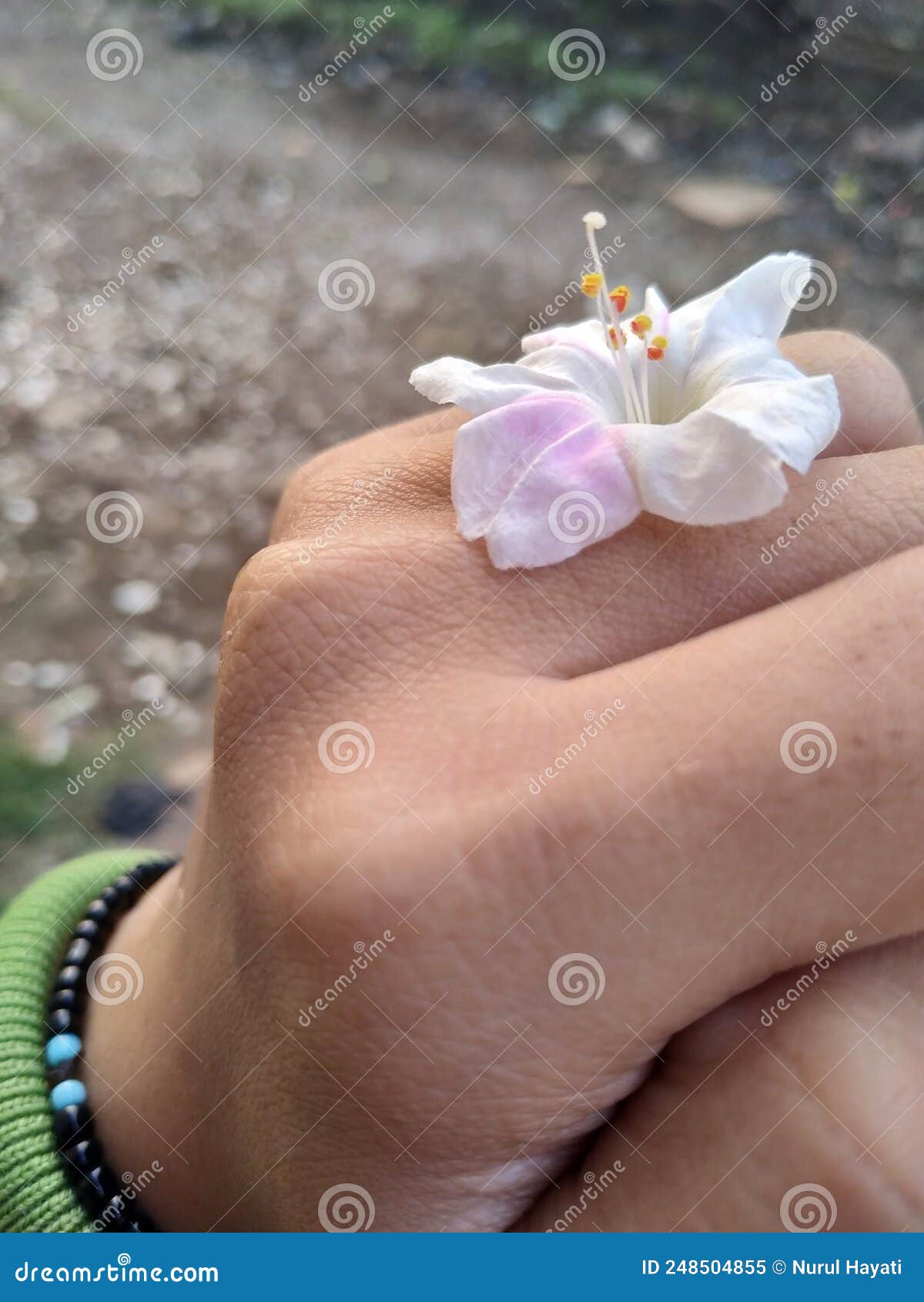 A Beautiful White Flower in between the Fingers Stock Image - Image of ...