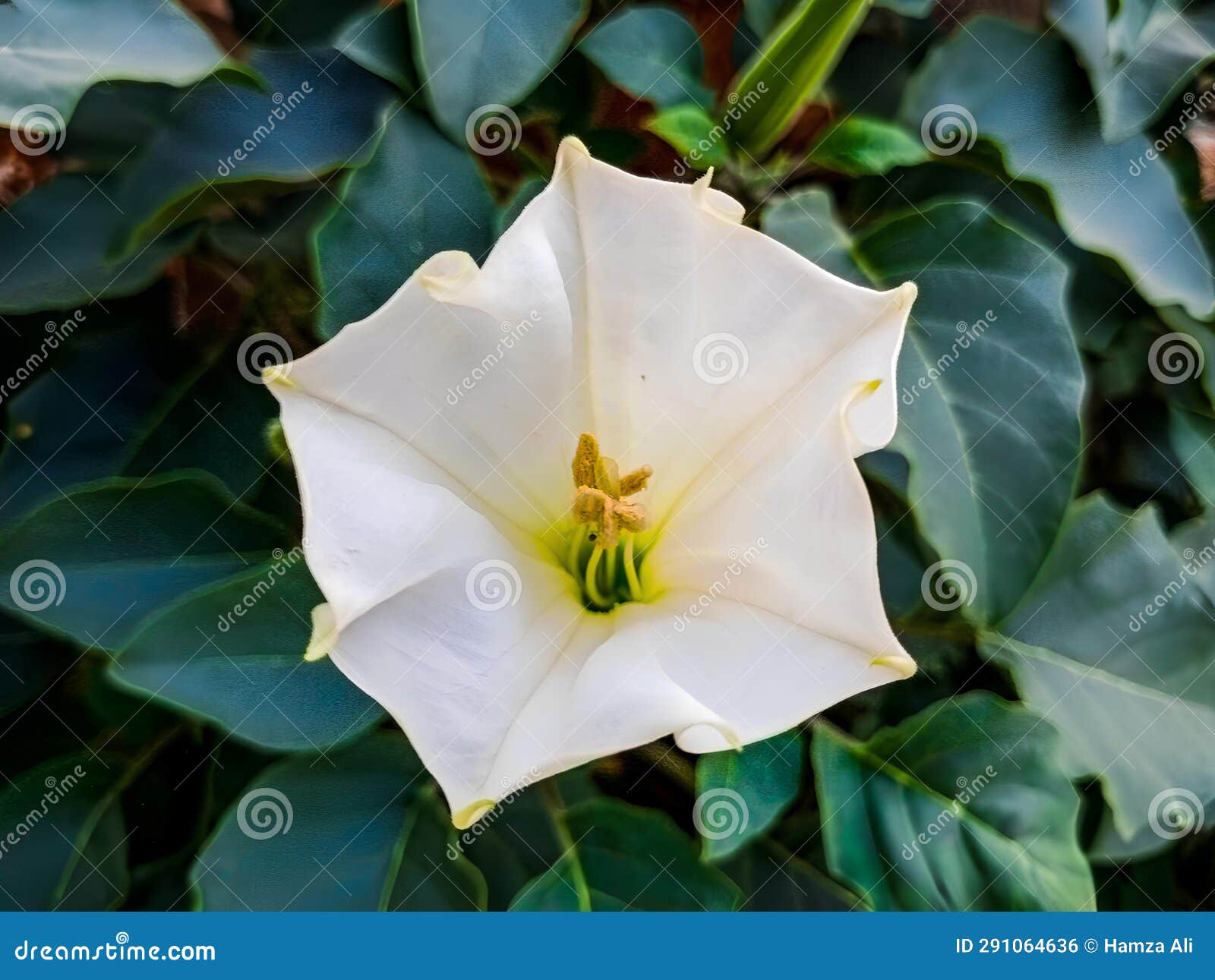 Florain Stock Photos - Free & Royalty-Free Stock Photos from Dreamstime