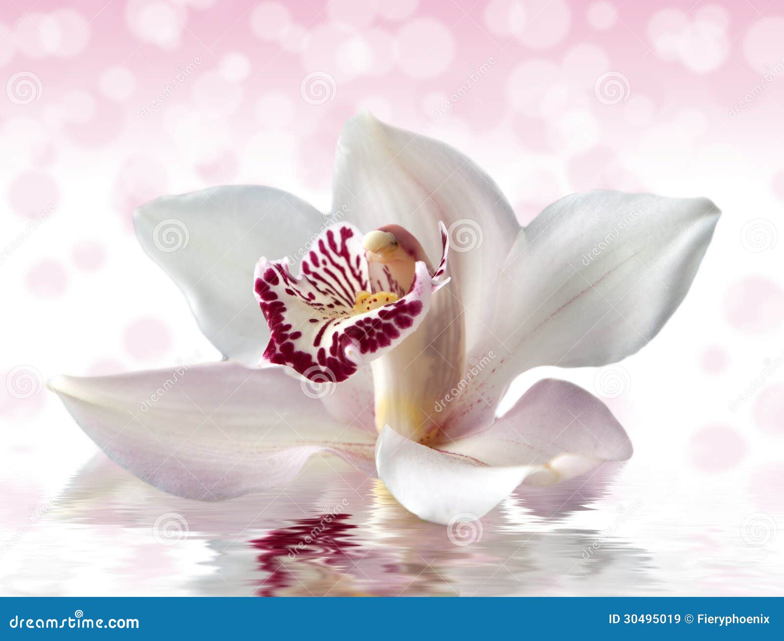 Flower Witj Stock Photos - Free & Royalty-Free Stock Photos from Dreamstime