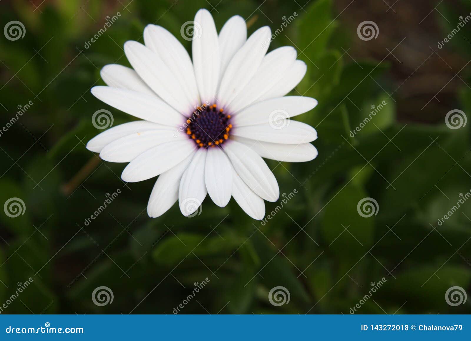 Beautiful White Flower in Top View of Garden Stock Photo - Image of ...