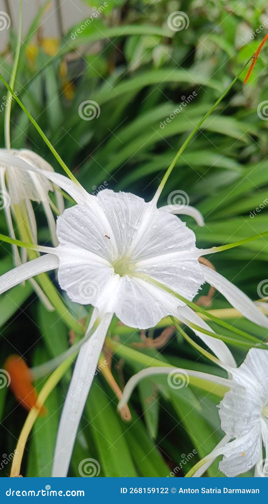 Beautiful White Flower in Tropical Environment Stock Photo - Image of ...