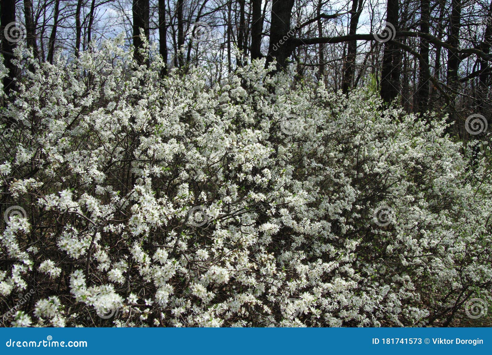 Beautiful White Flowering Thorn Bush Stock Image - Image of bright ...