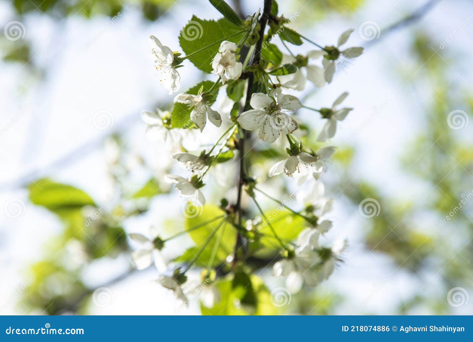 Flowering tree branch stock photo. Image of plant, background - 218074886