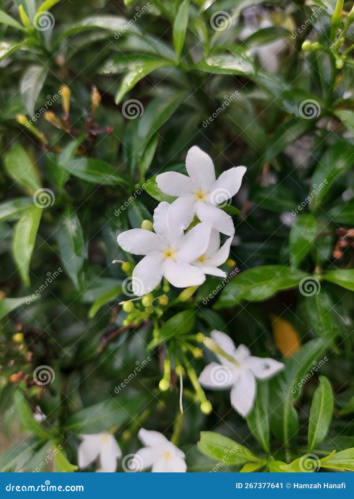 Beautiful white flowers stock image. Image of flowers - 267377641