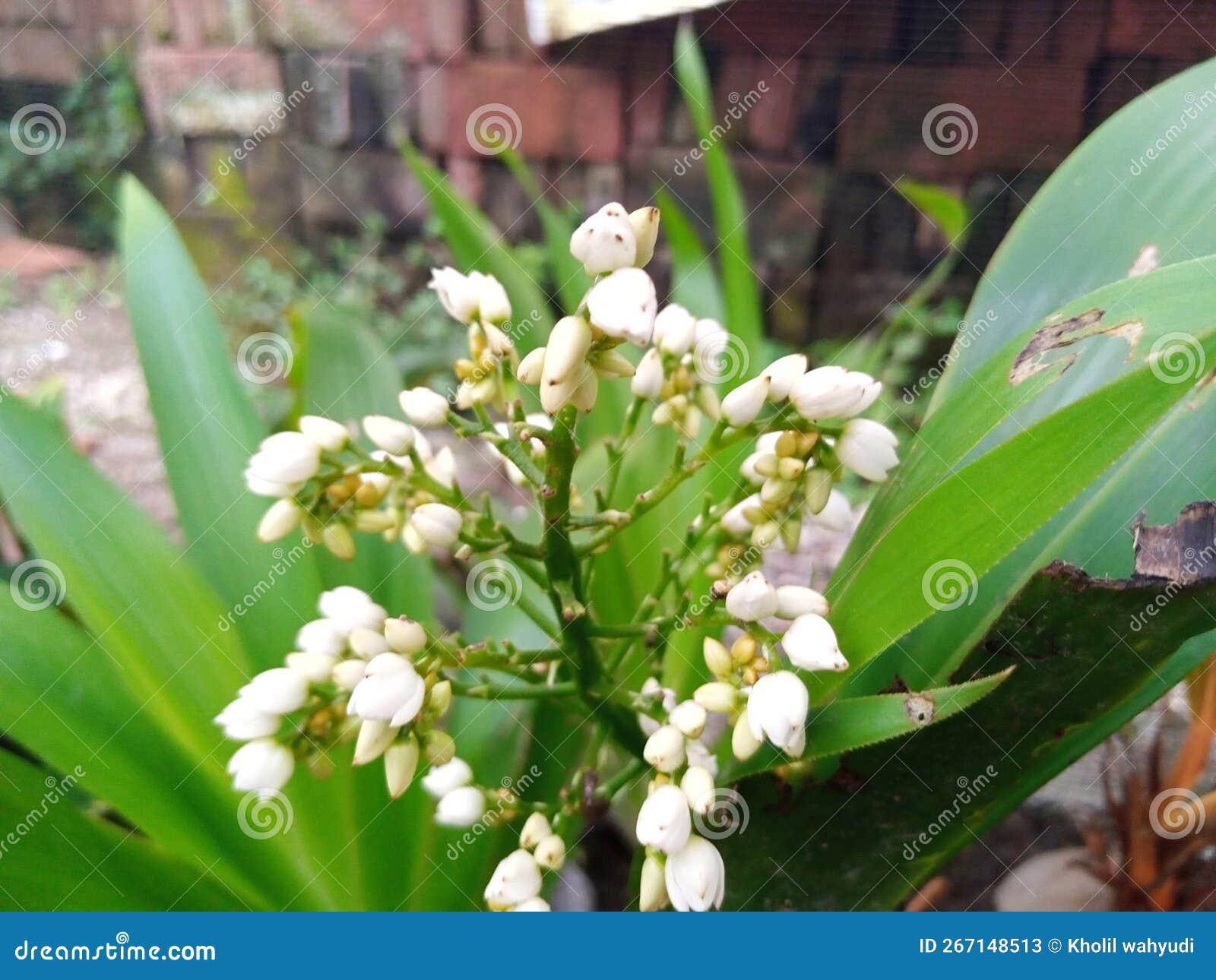 Beautiful White Flowers Blooming in an Open Garden. Stock Image - Image ...