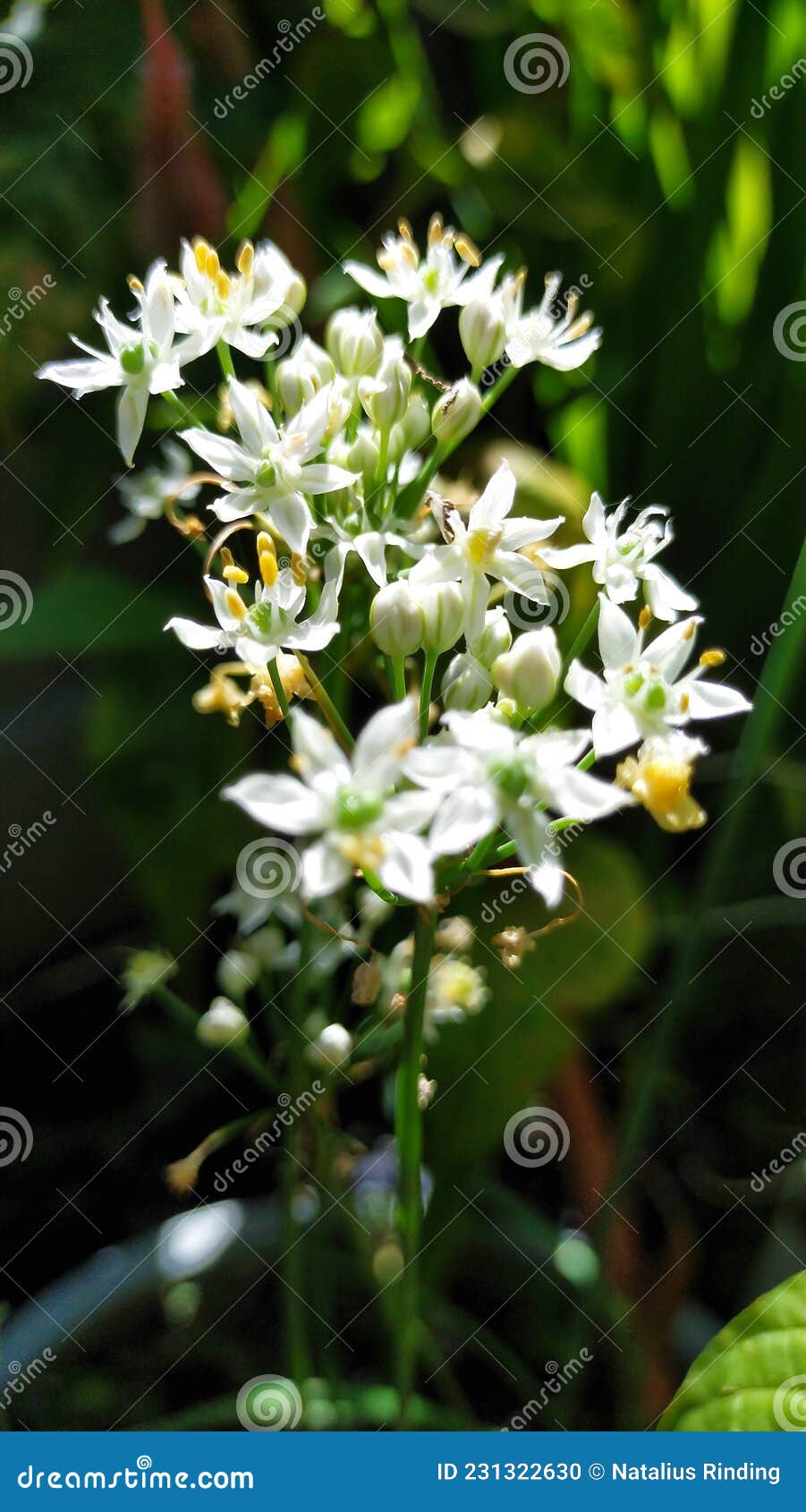 Beautiful White Flowers with a Dim Background Stock Photo - Image of ...