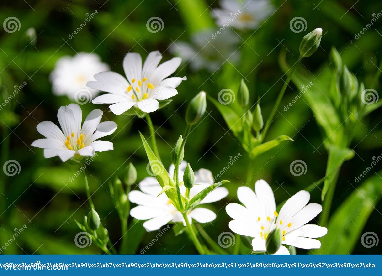 Beautiful White Flowers in the Forest Stock Image - Image of blossom ...