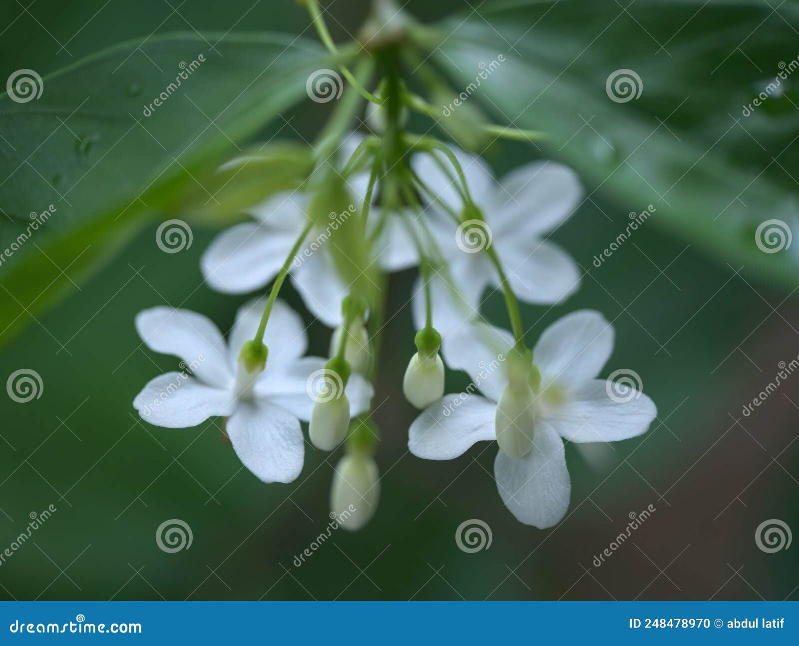 Beautiful White Flowers from Top View Stock Photo - Image of blossom ...