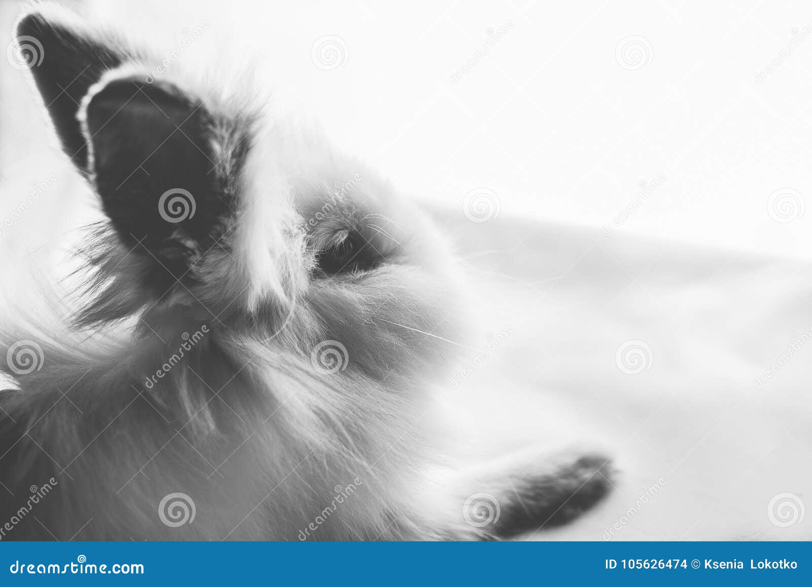 Beautiful White Fluffy Rabbit Black and White Photo Stock Photo - Image ...