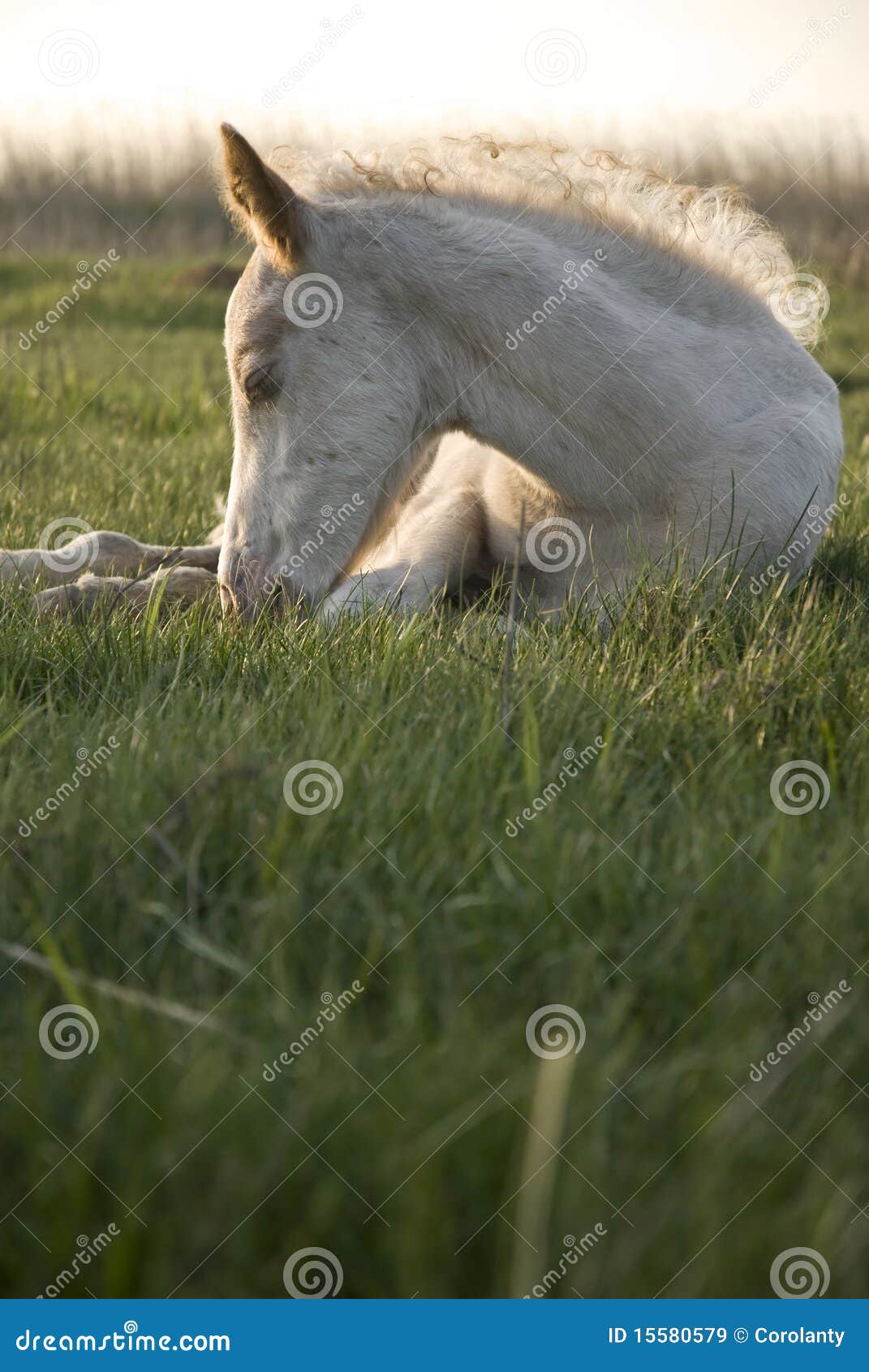 Beautiful white foal stock image. Image of mammal, color - 15580579