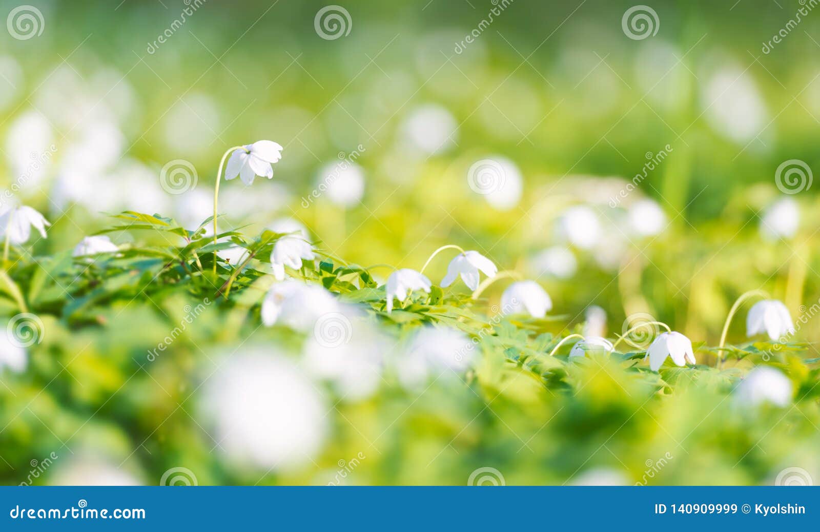 Beautiful White Forest Flowers on Sunny Day Stock Image - Image of ...