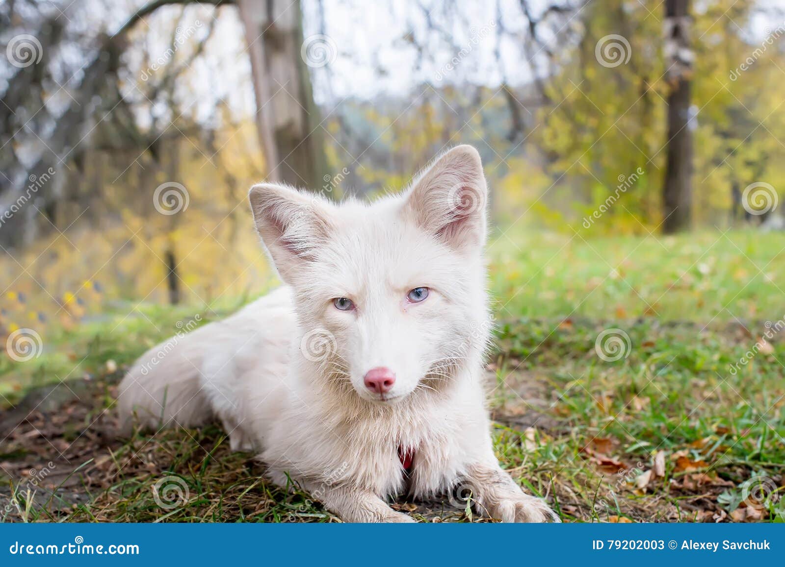 Beautiful White Fox Lying on the Grass Stock Image - Image of wildlife ...