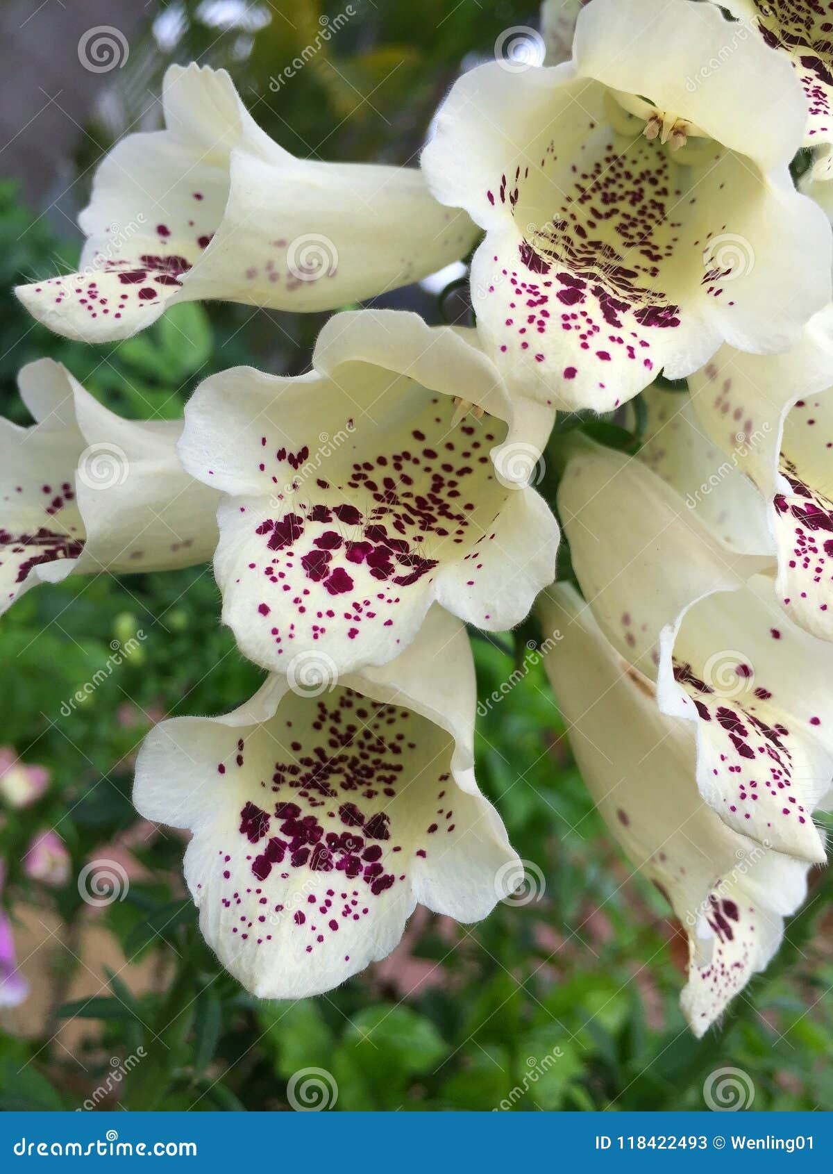Beautiful White Foxglove Grow in the Park Stock Image - Image of bunch ...