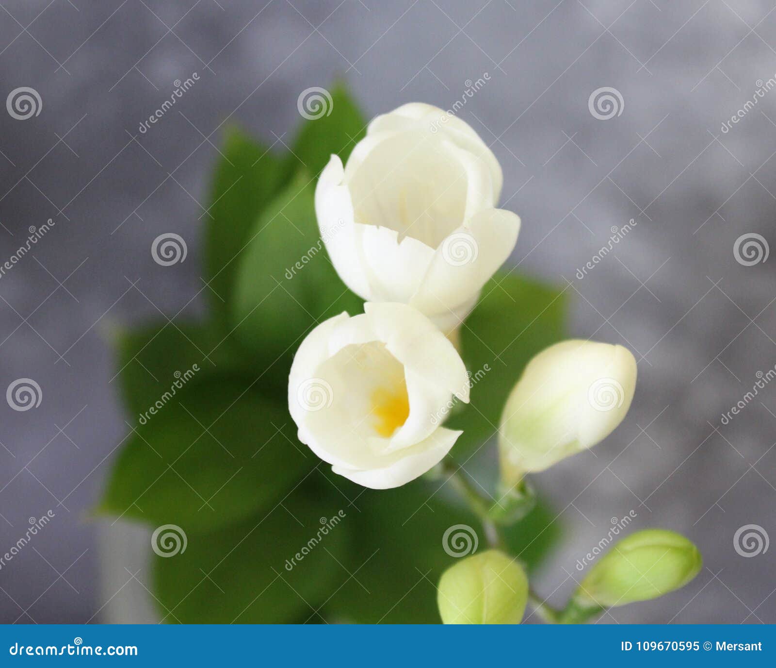 Beautiful white freesia stock image. Image of nature - 109670595