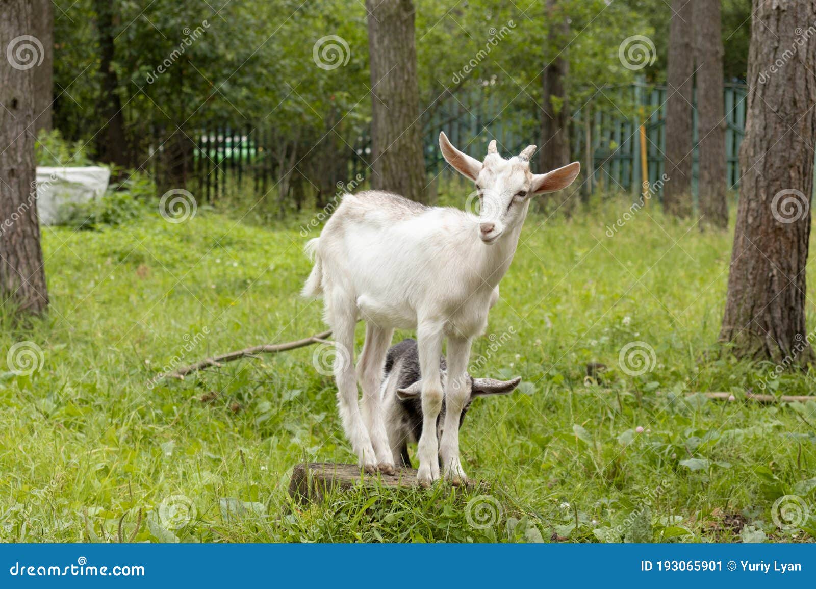 A Beautiful White Goat Stands on a Stump, Grass in the Yard in Summer ...