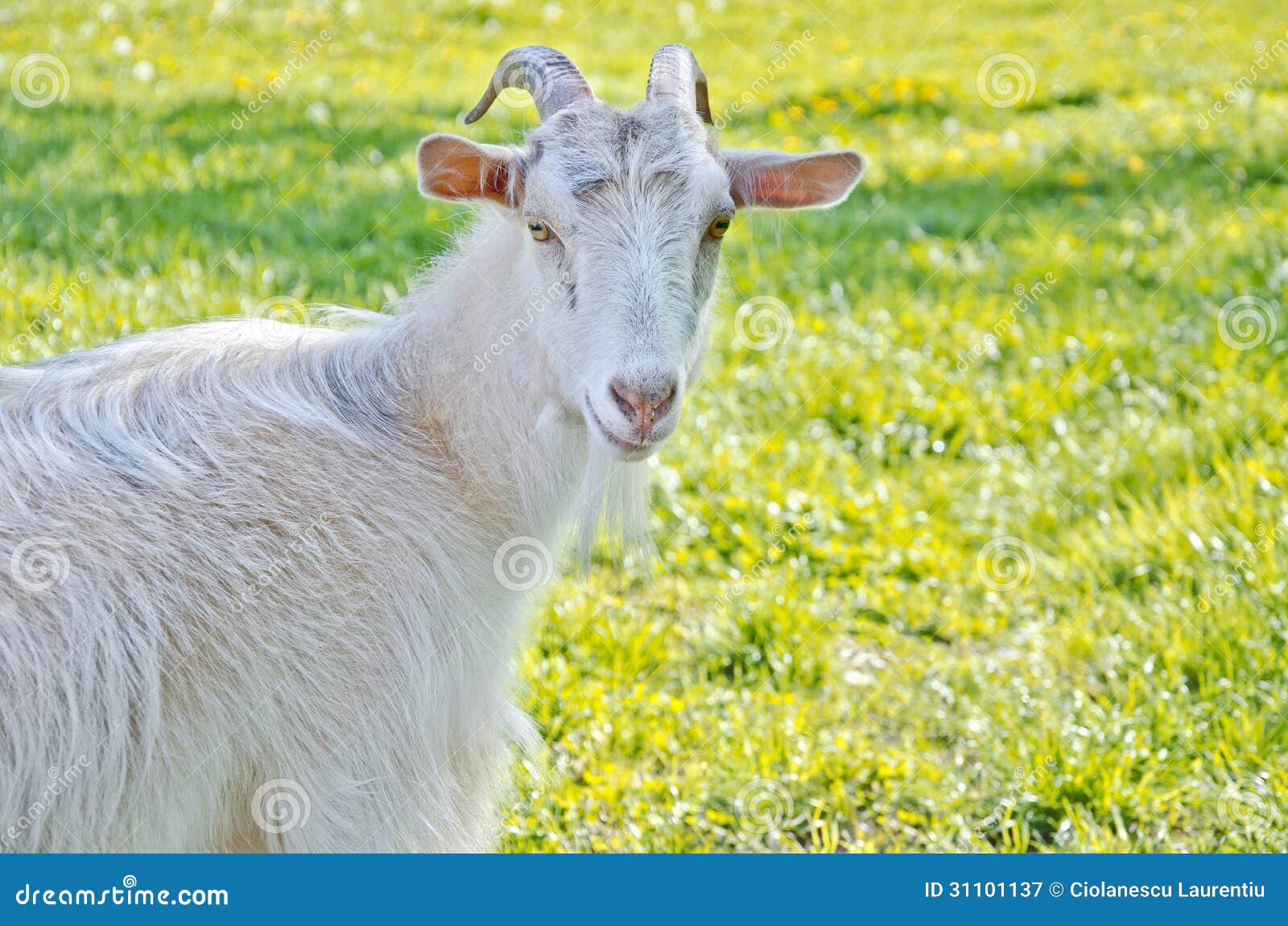 Beautiful white goat stock image. Image of grass, outdoor - 31101137