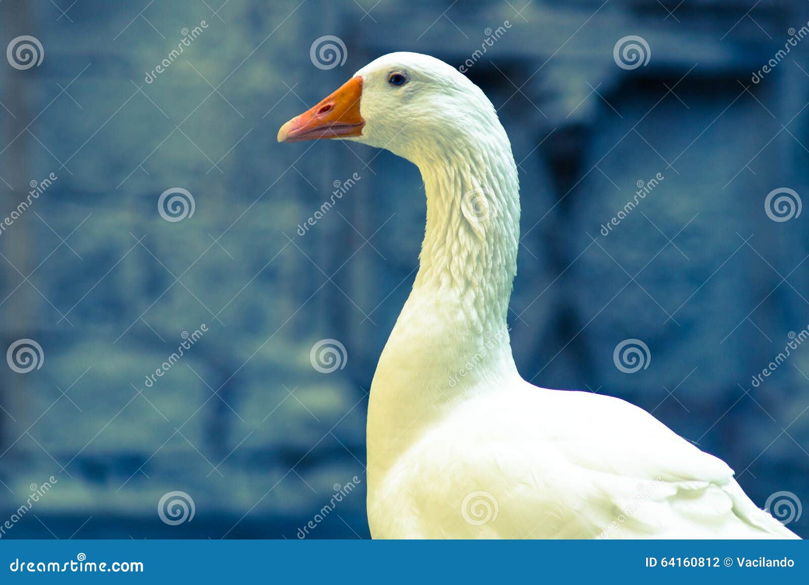 Beautiful White Goose stock photo. Image of background - 64160812
