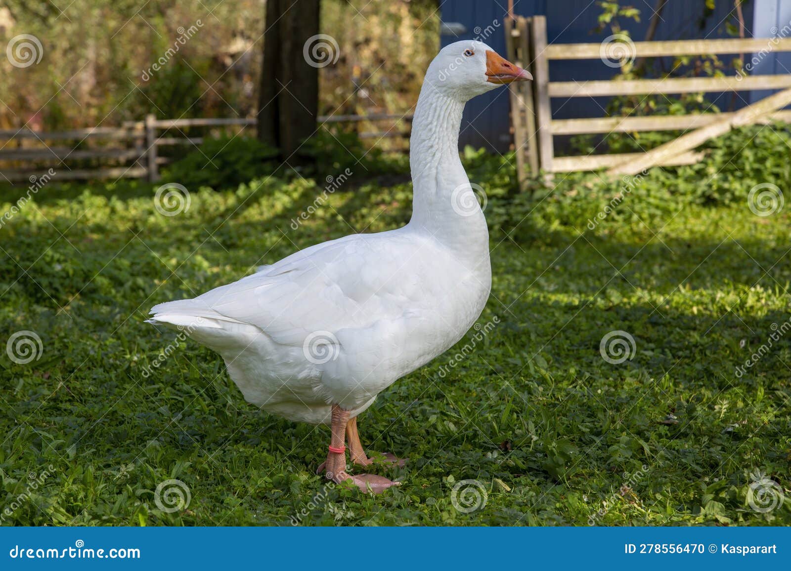 A Beautiful White Goose in the Garden Stock Photo - Image of fence ...