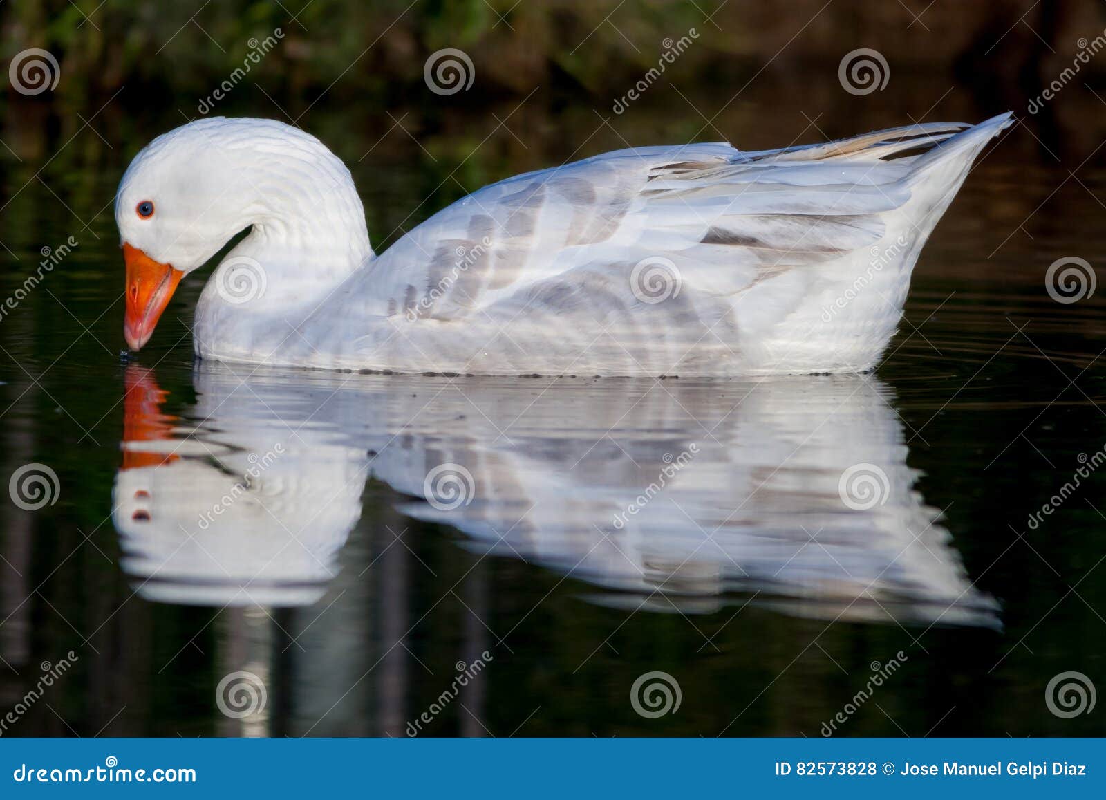 Beautiful White Goose Swimming Stock Photo - Image of avian, cutout ...