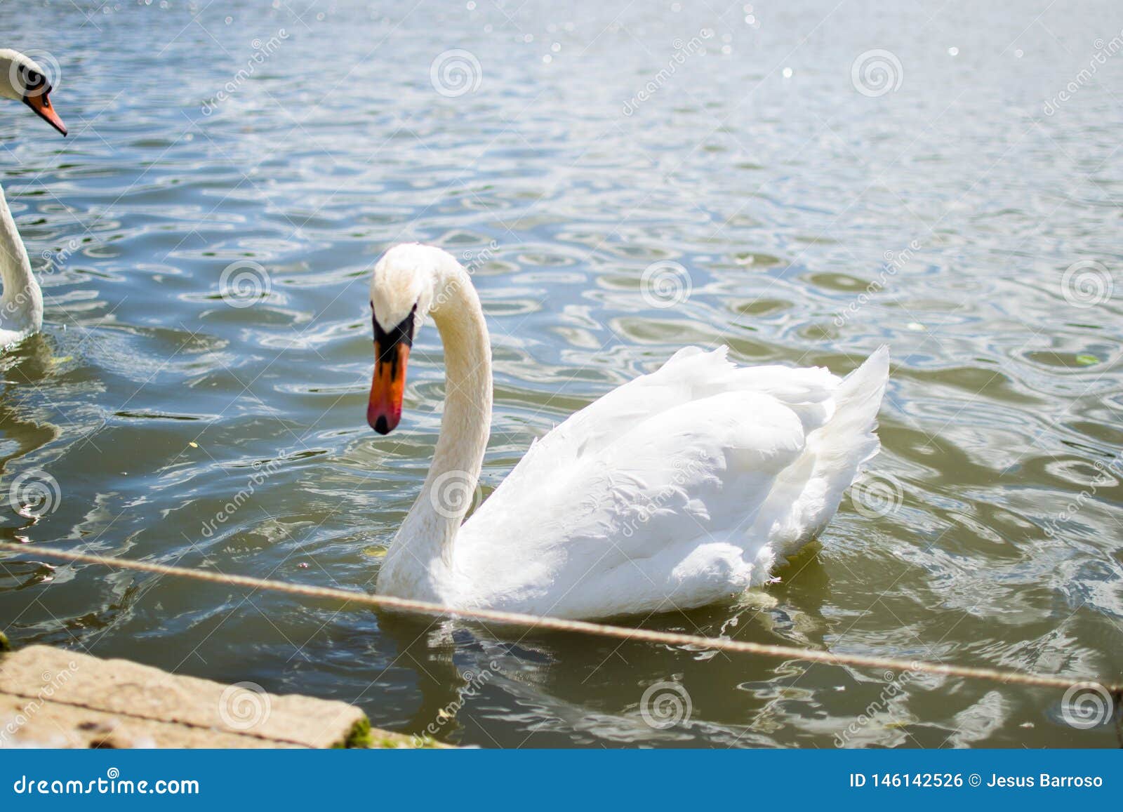 Beautiful White Goose Swimming in a Pool or Lake. Elegance Stock Photo ...