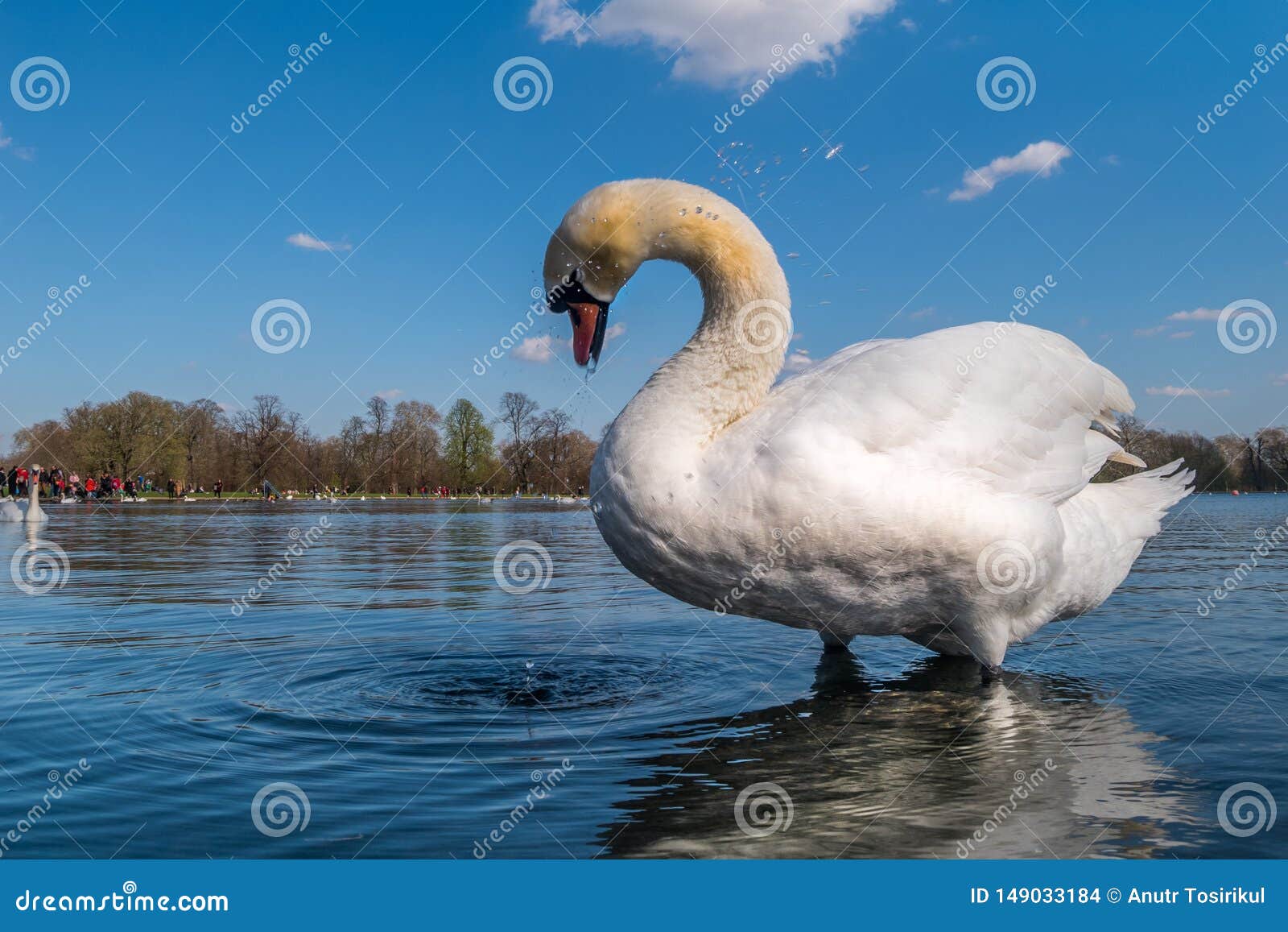 Beautiful White Goose Swimming in a Pool or Lake Stock Photo - Image of ...