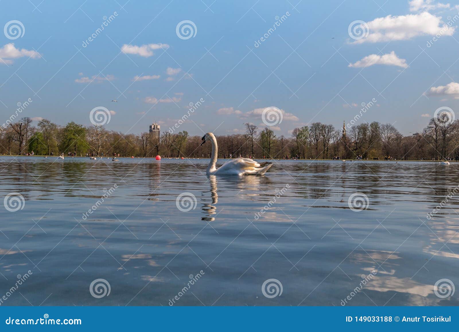 Beautiful White Goose Swimming in a Pool or Lake Stock Photo - Image of ...