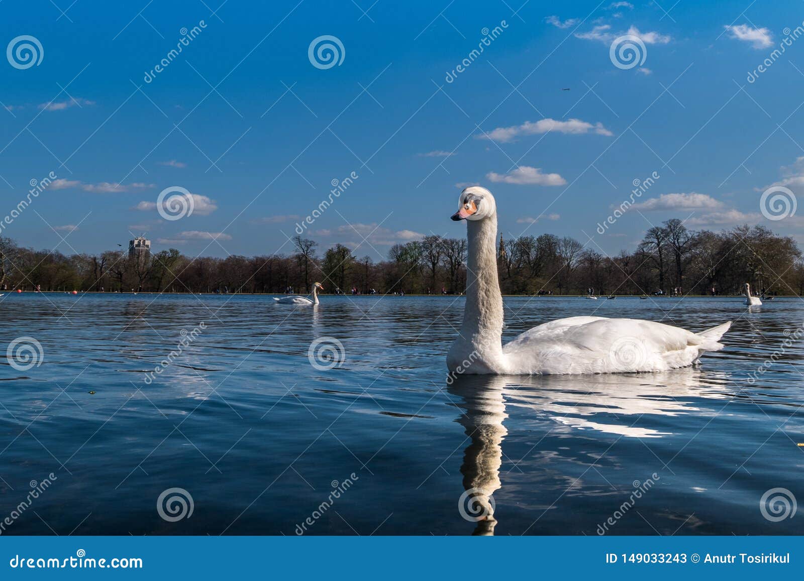 Beautiful White Goose Swimming in a Pool or Lake Stock Image - Image of ...