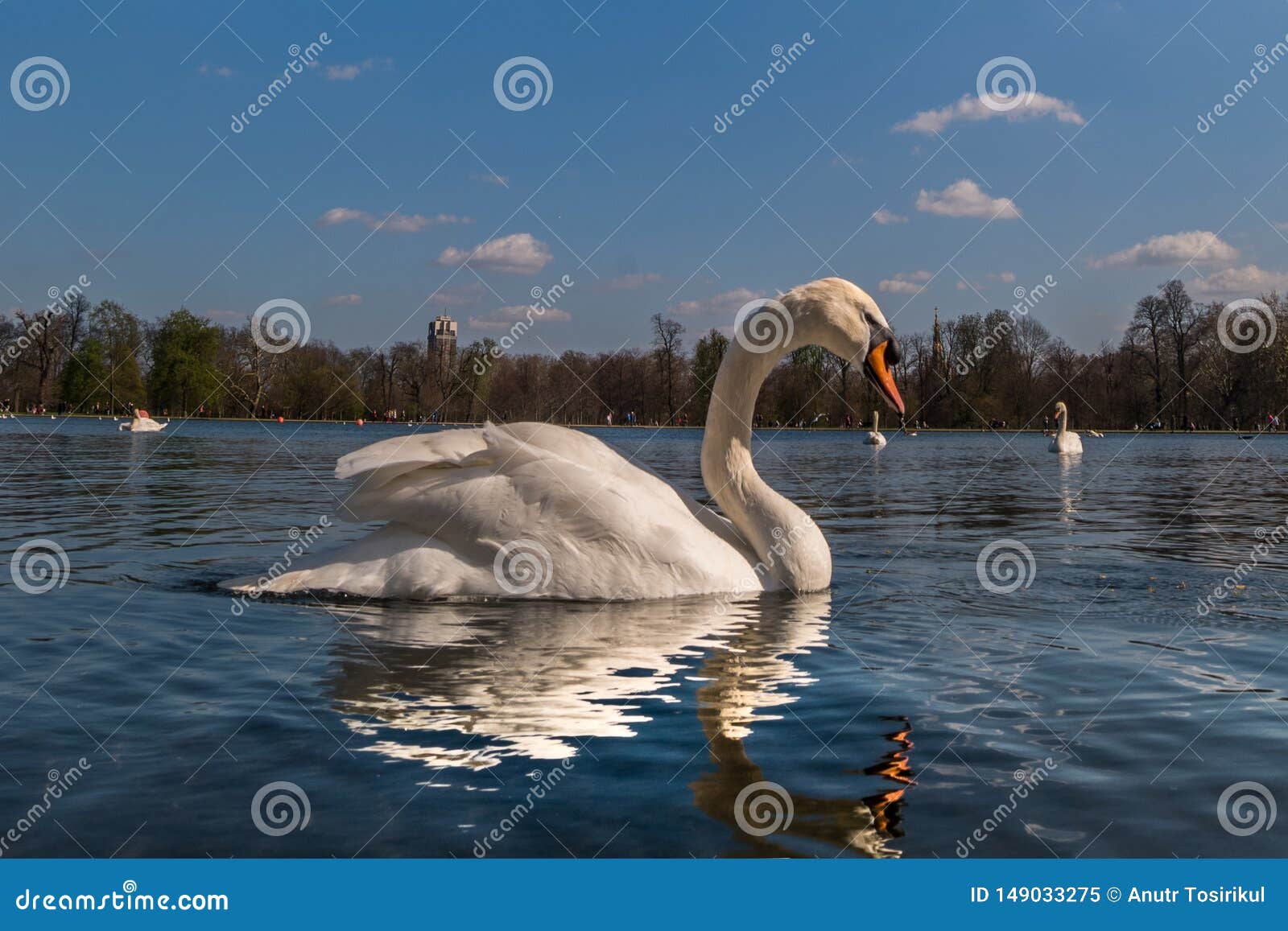 Beautiful White Goose Swimming in a Pool or Lake Stock Image - Image of ...