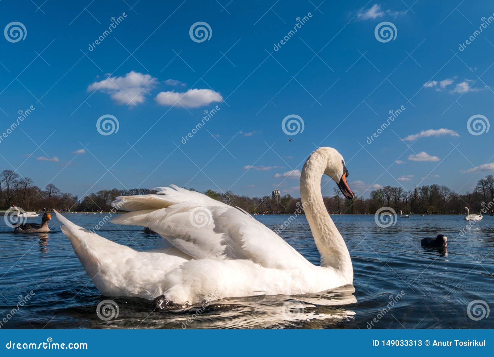 Beautiful White Goose Swimming in a Pool or Lake Stock Image - Image of ...