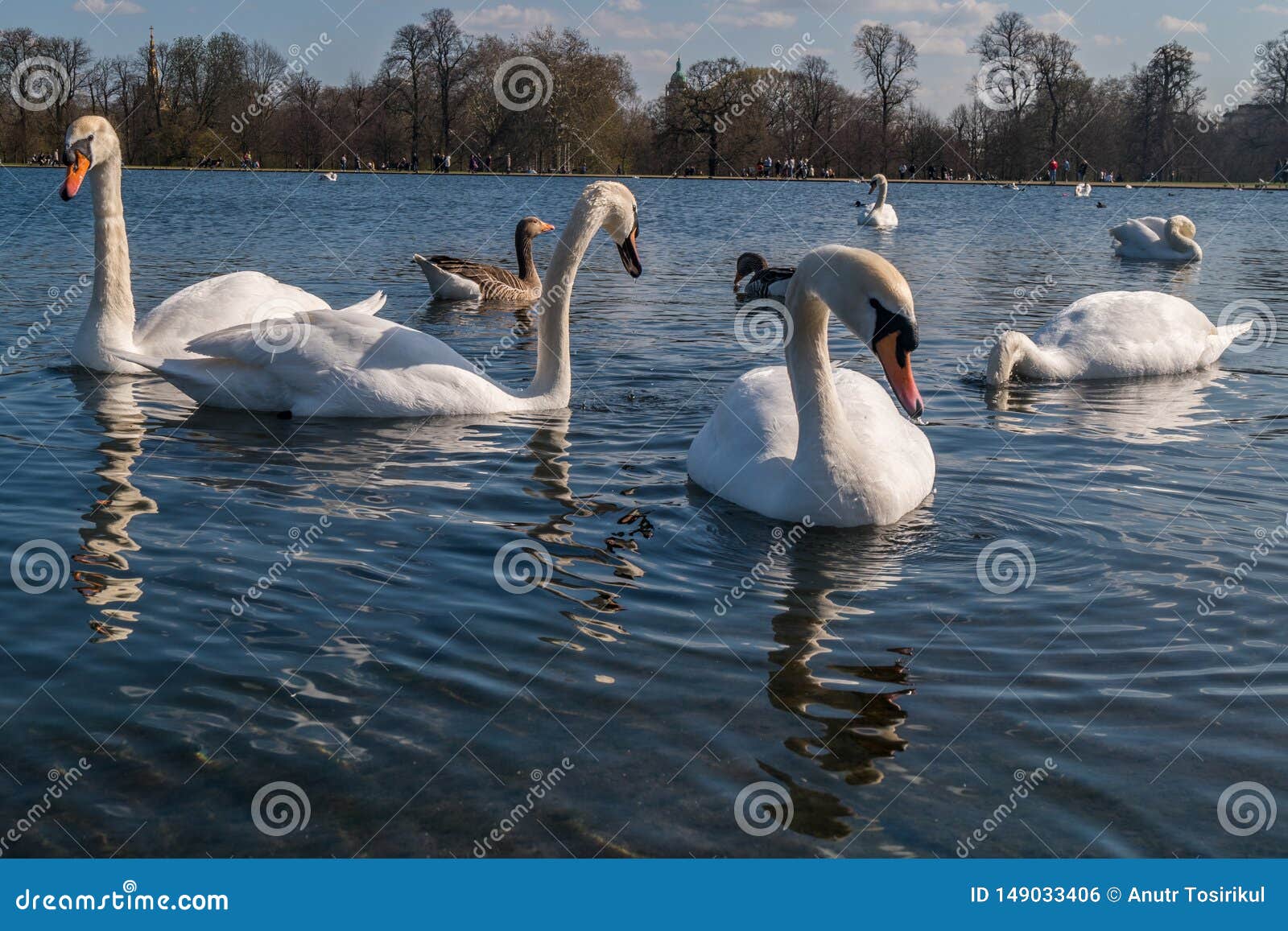 Beautiful White Goose Swimming in a Pool or Lake Stock Photo - Image of ...