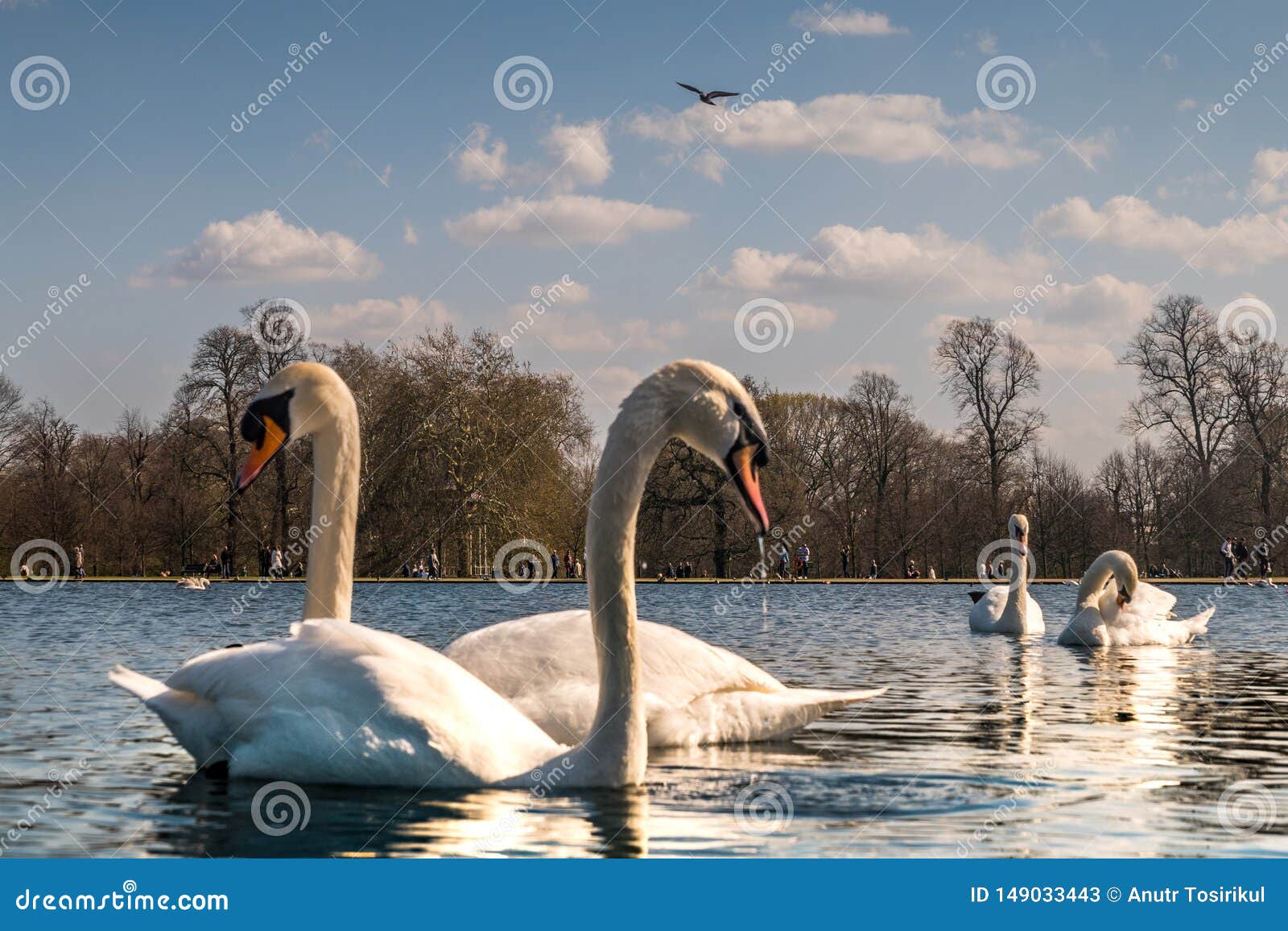 Beautiful White Goose Swimming in a Pool or Lake Stock Image - Image of ...