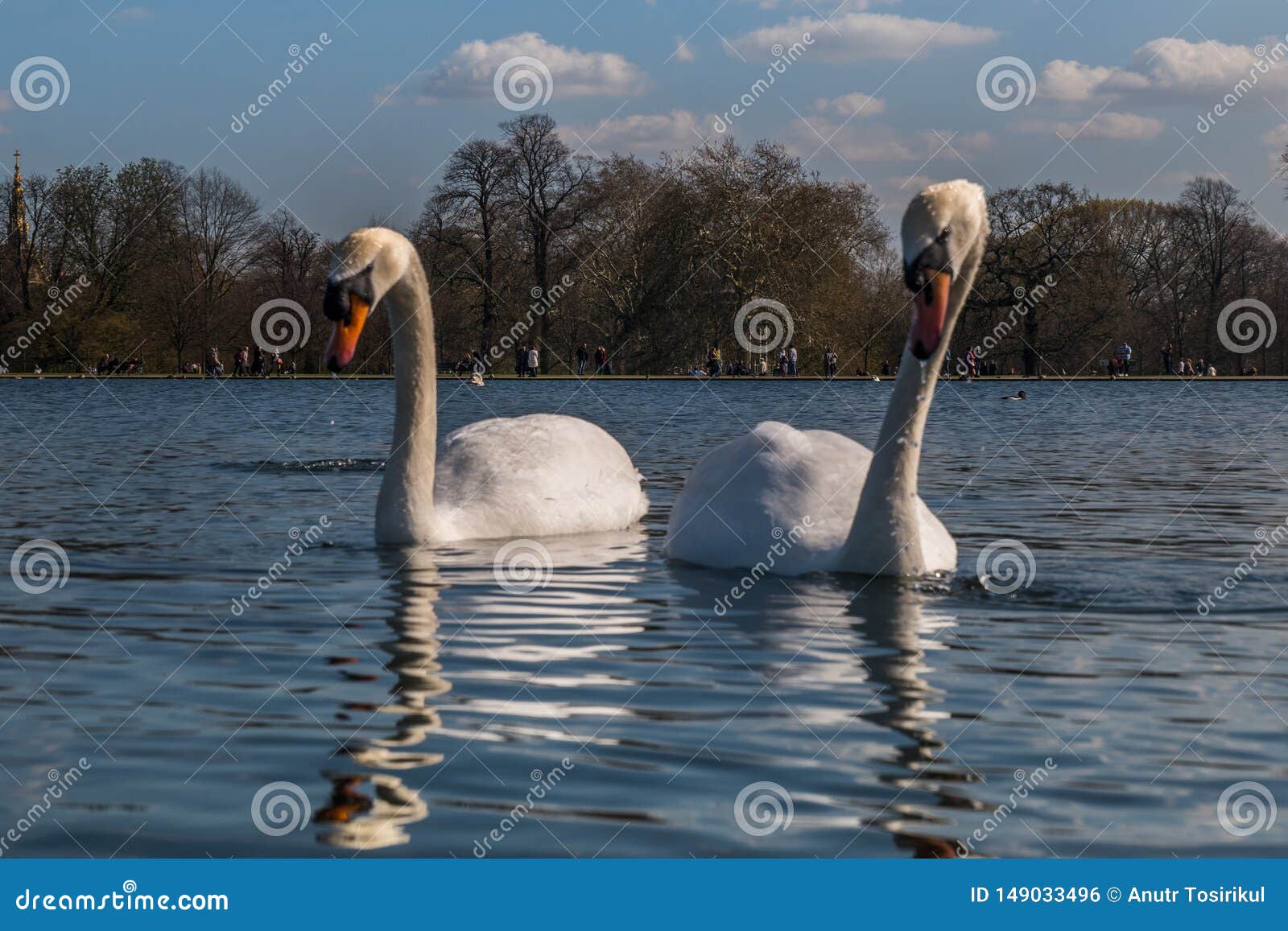 Beautiful White Goose Swimming in a Pool or Lake Stock Photo - Image of ...
