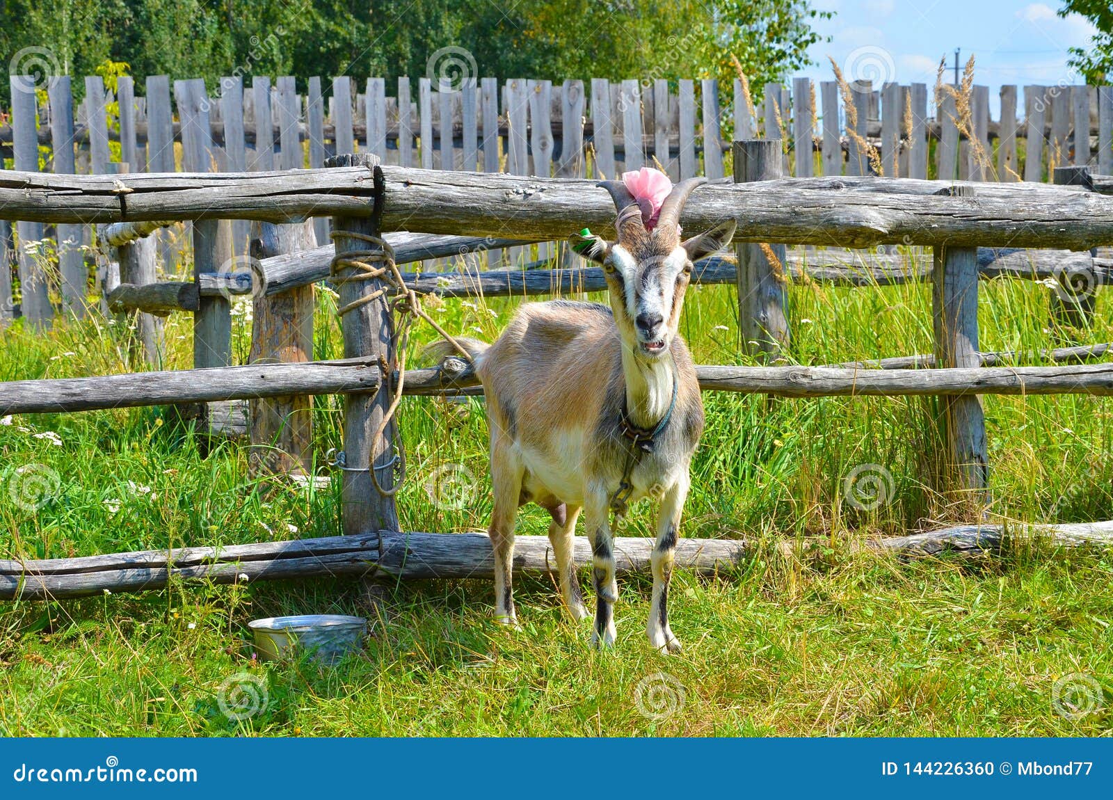 Beautiful White Gray Goat with a Red Bow Posing on a Background of ...