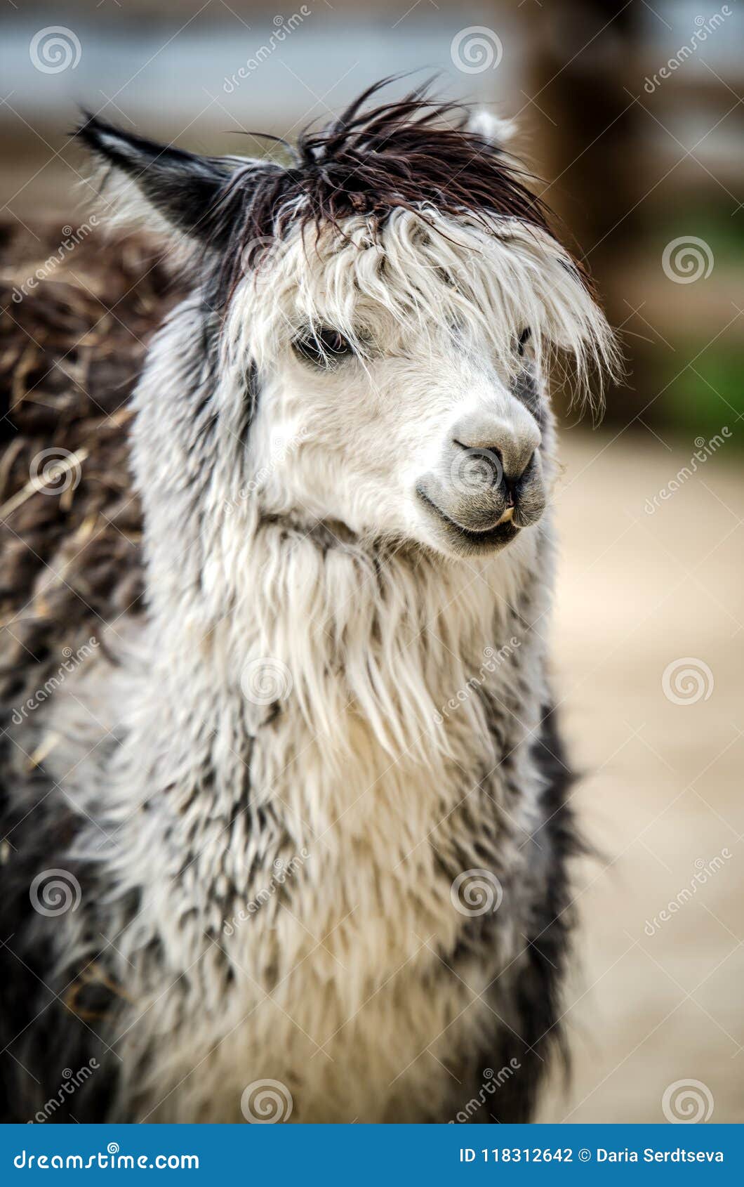 278 Gray Lama Stock Photos - Free & Royalty-Free Stock Photos from ...