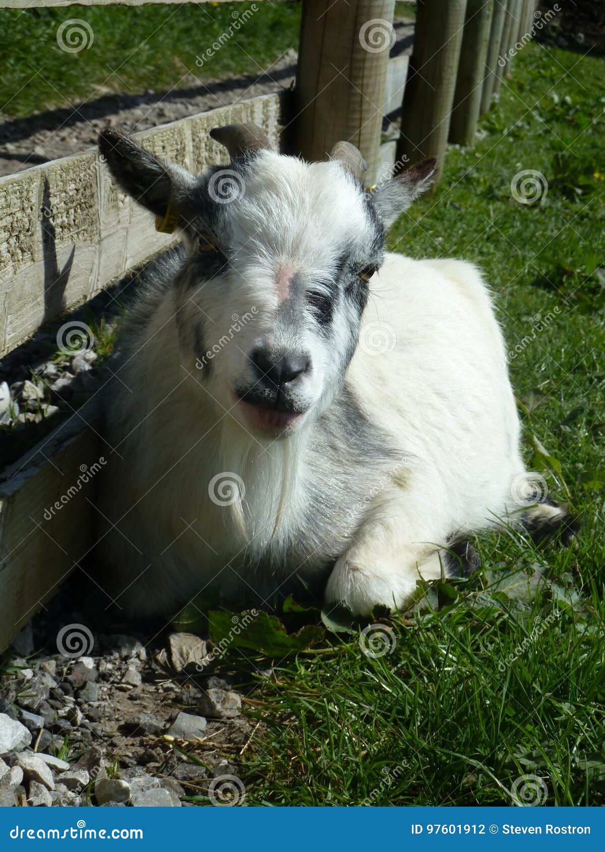 A Beautiful White and Grey Billy Goat Stock Photo - Image of lovely ...