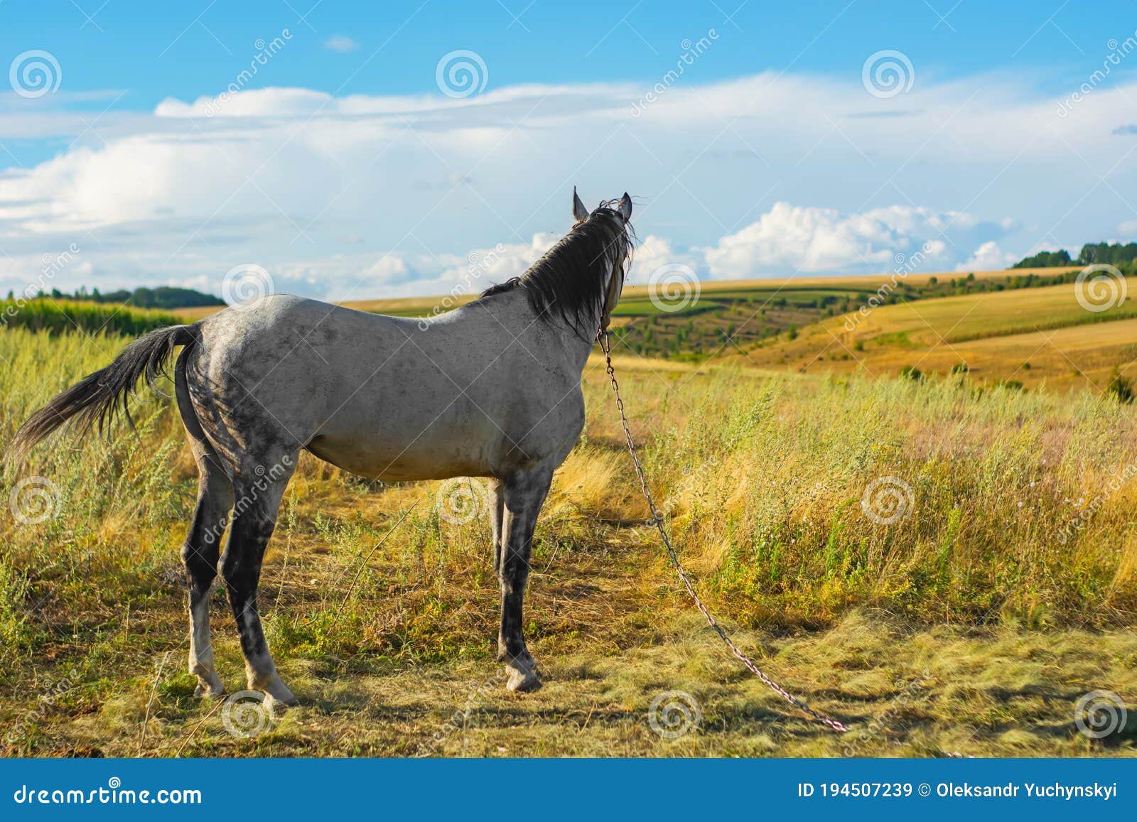 Beautiful White Horse Against Blue Sky with White Clouds Stock Image ...