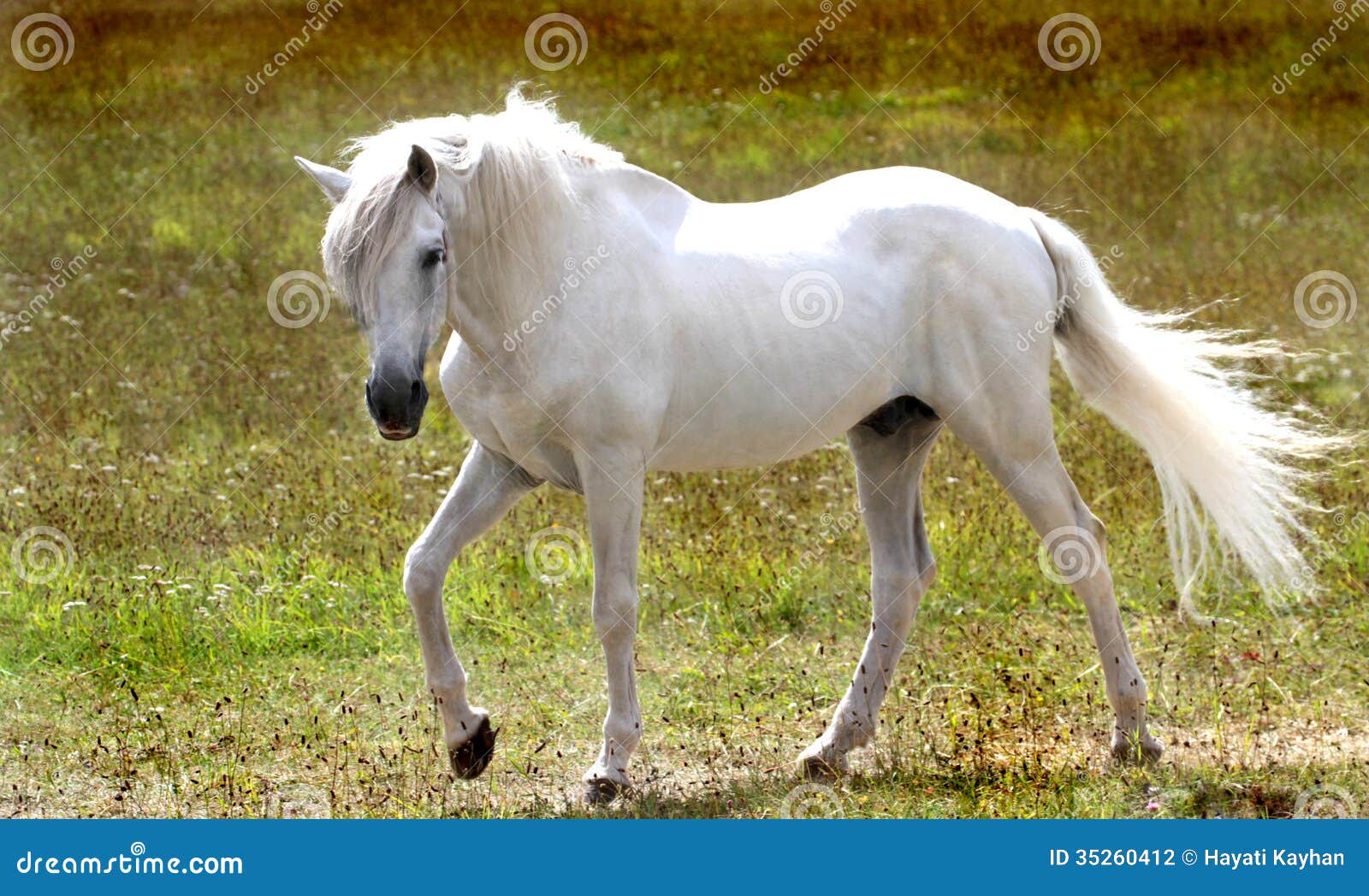 Beautiful white horse stock photo. Image of grey, moving - 35260412