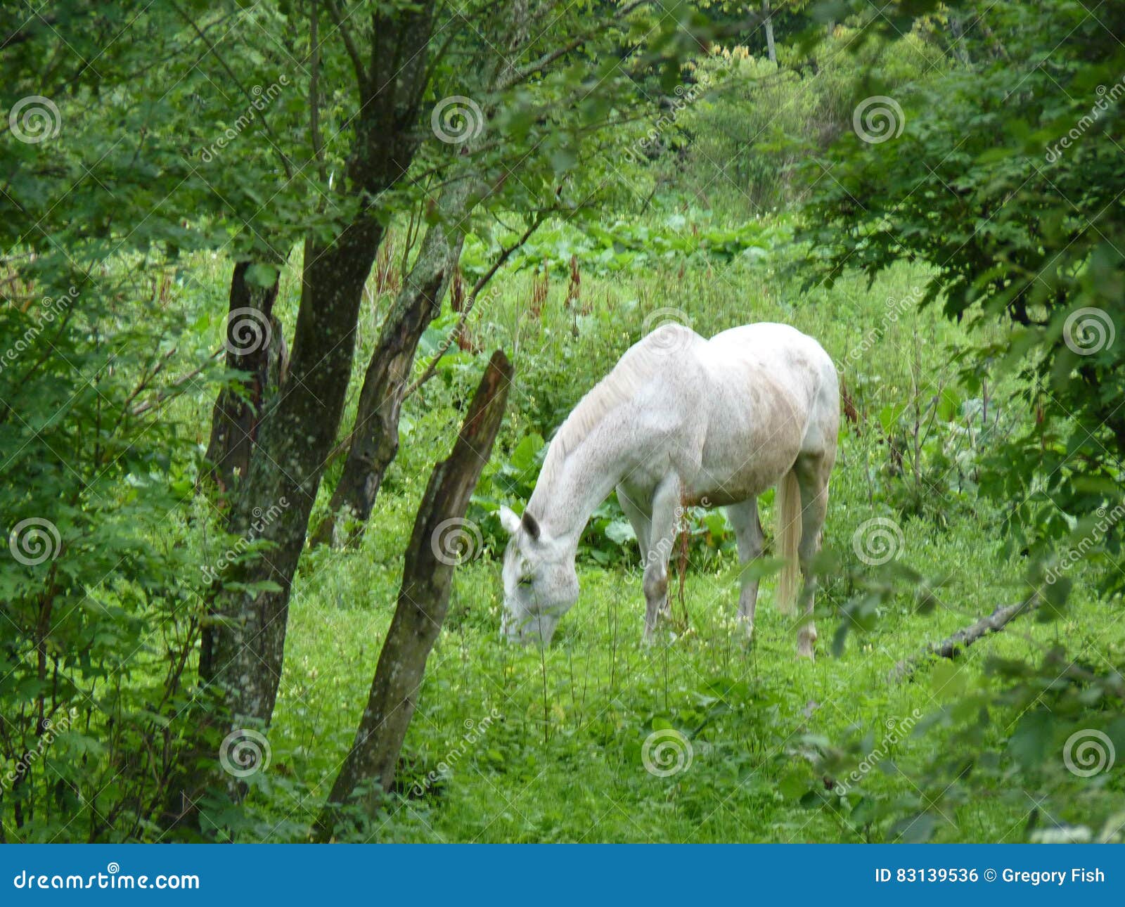 Beautiful White Horse Grazing on Pasture. Stock Photo - Image of horse ... Beautiful White Horse Grazing on Pasture. Stock Photo - Image of horse ...