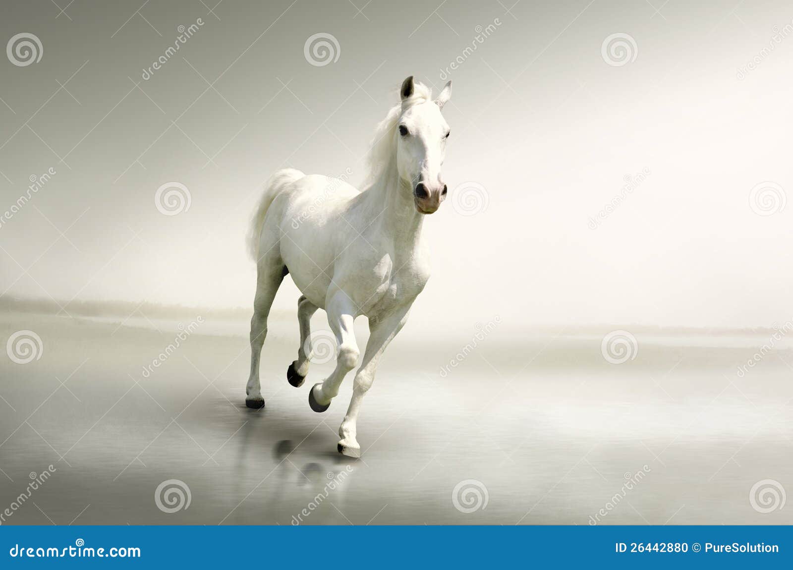 Beautiful White Horse in Motion Stock Photo - Image of outdoor, noble ...